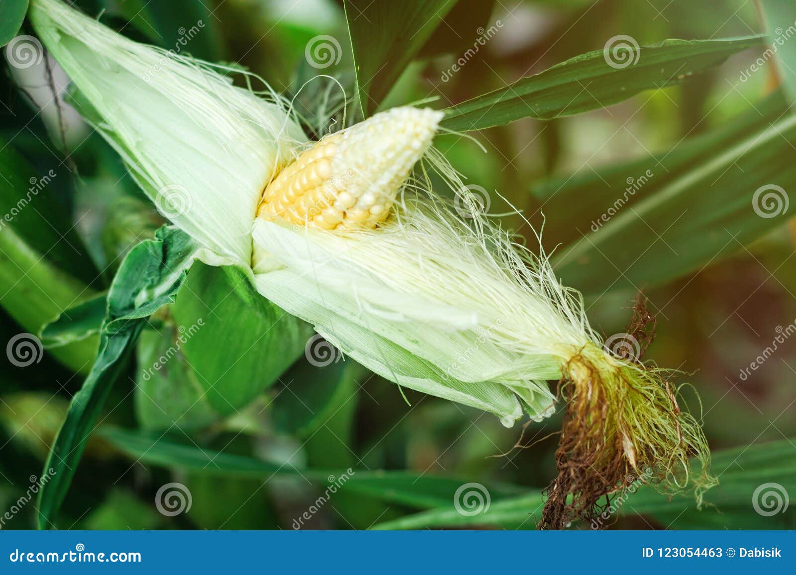Open Cob of Corn in the Field Stock Image - Image of corn, field: 123054463