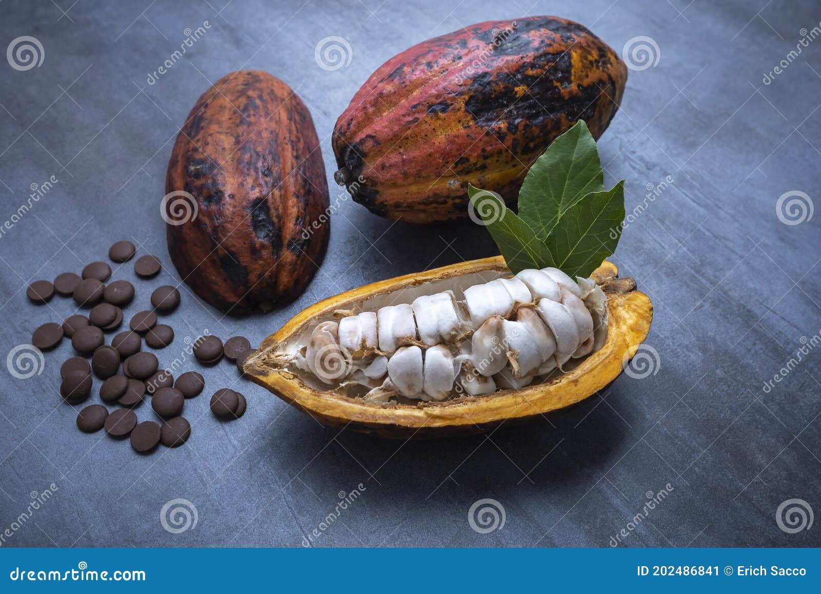 Open Cocoa Fruit with Pieces of Chocolate, Gray Background Stock Image ...