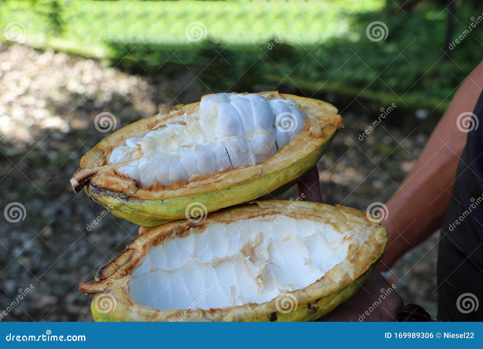 Open Cocoa Fruit in the Rainforest of Ecuador Stock Photo - Image of ...