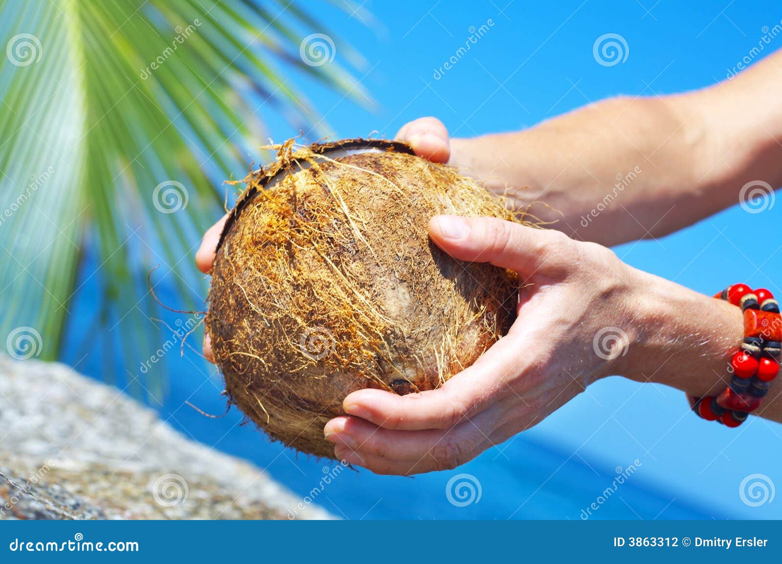 Open coconut stock photo. Image of discover, paradise - 3863312