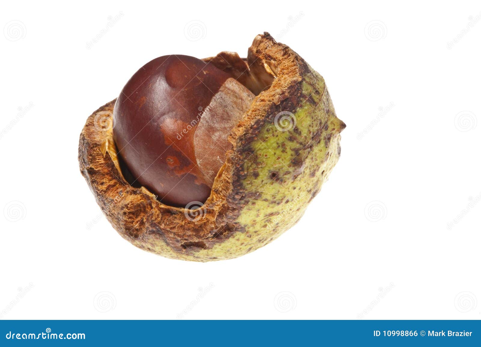 Open conker stock photo. Image of growth, ovoid, nature - 10998866