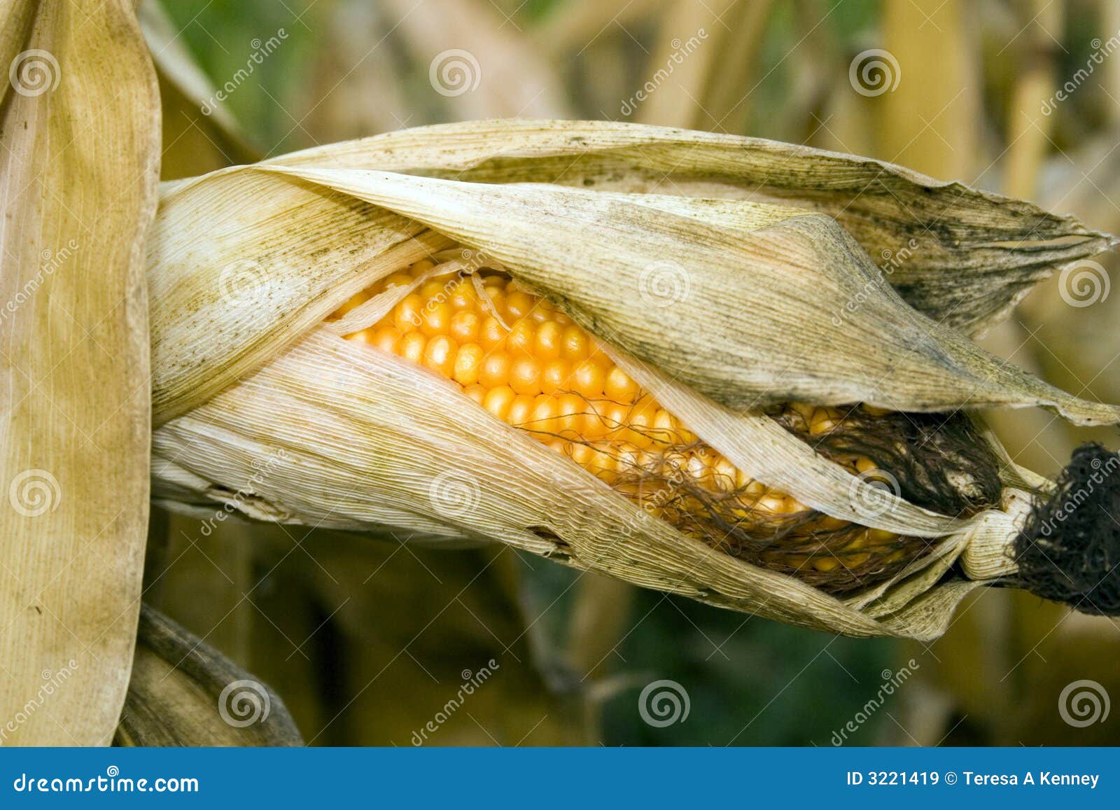Open Corn stock image. Image of harvesting, autumn, crop - 3221419