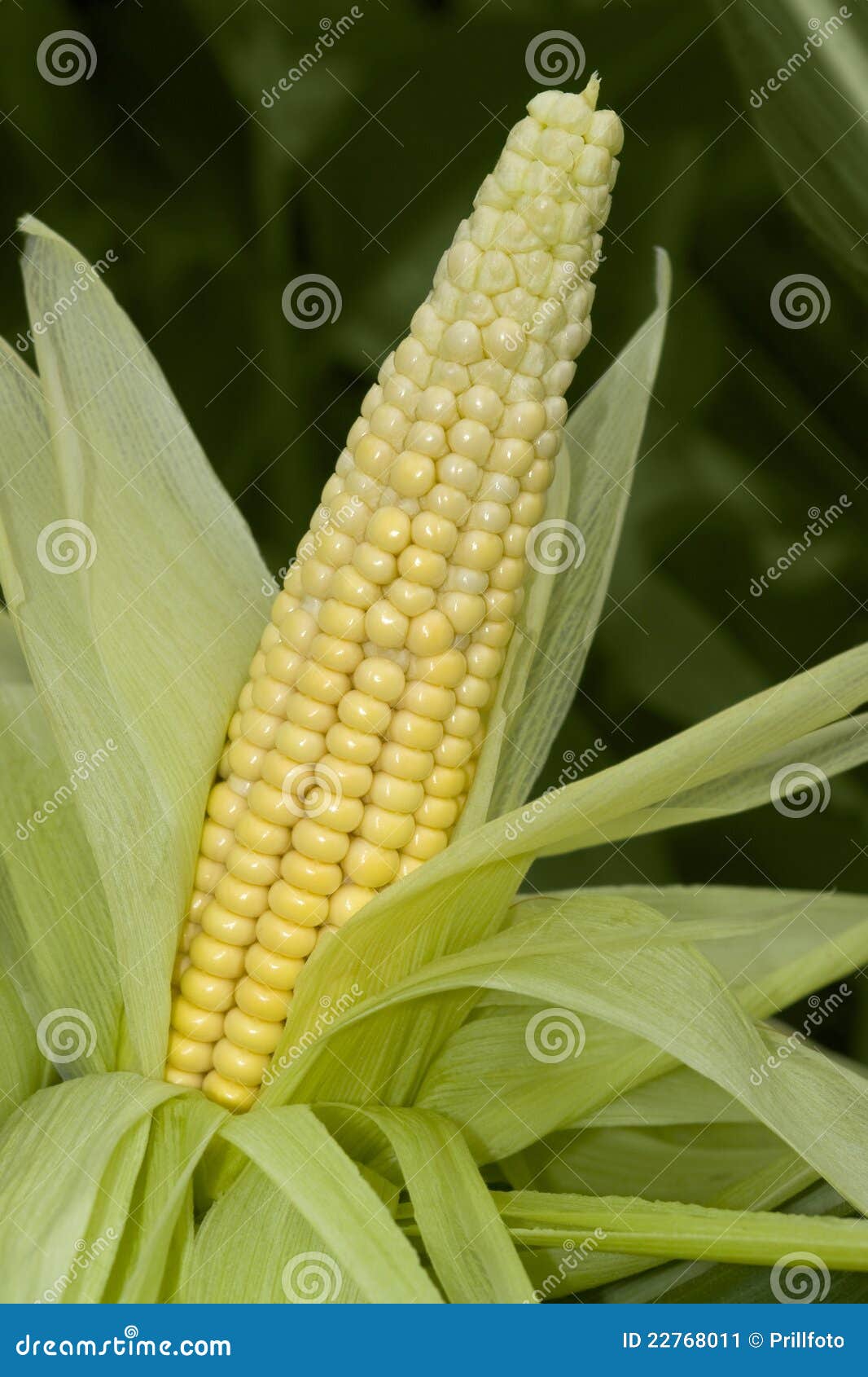 Open corn cob stock image. Image of candid, cultivated - 22768011
