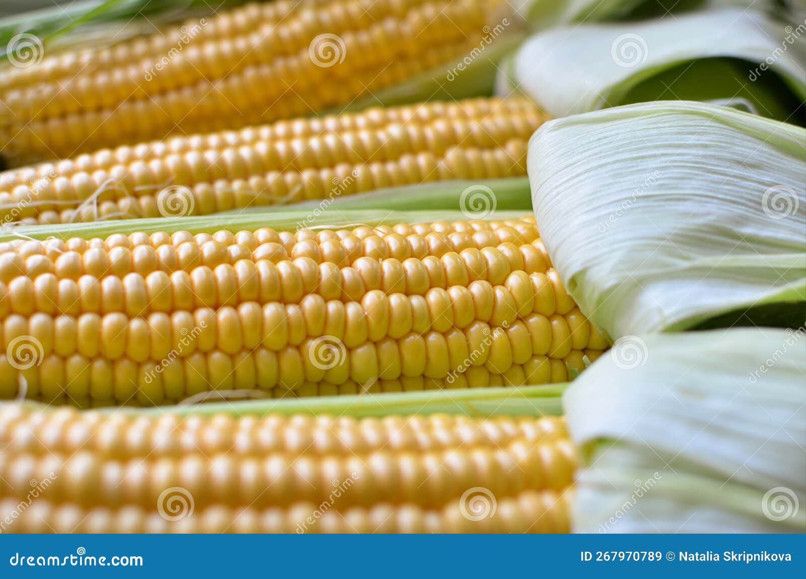 Open ears of ripe corn stock image. Image of summer - 267970789
