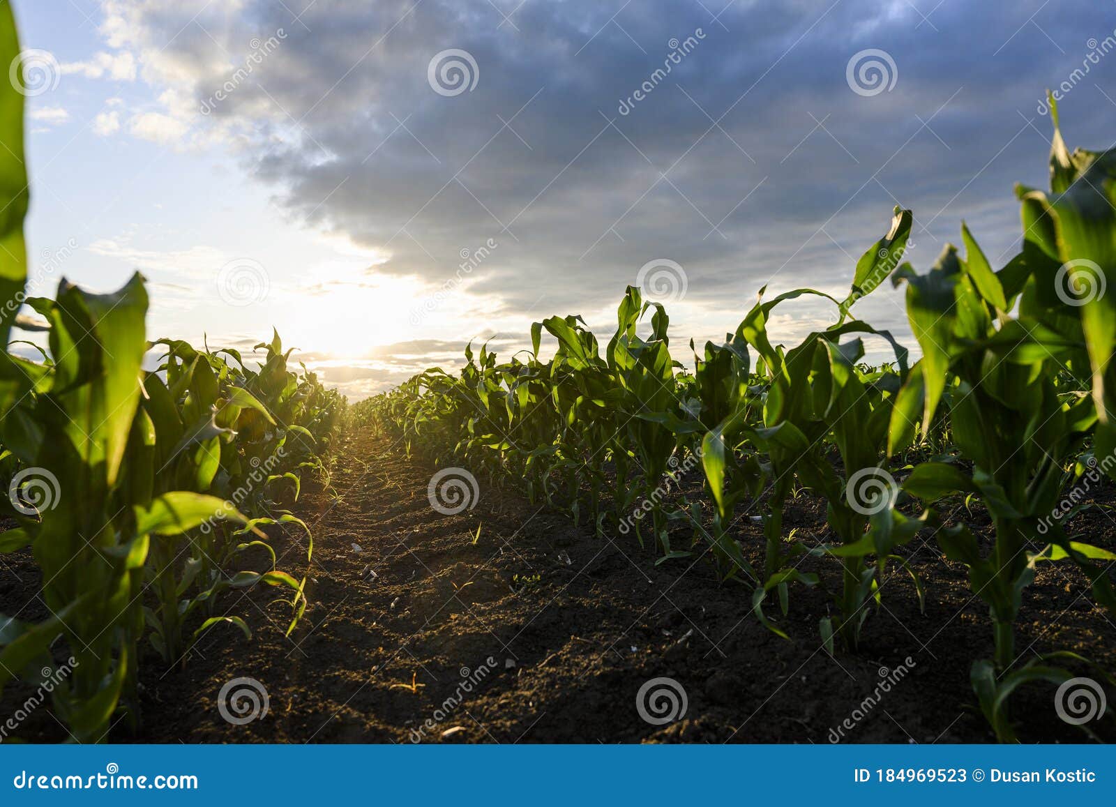 Open corn field at sunset stock image. Image of twilight - 184969523