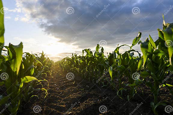 Open corn field at sunset stock image. Image of twilight - 184969523