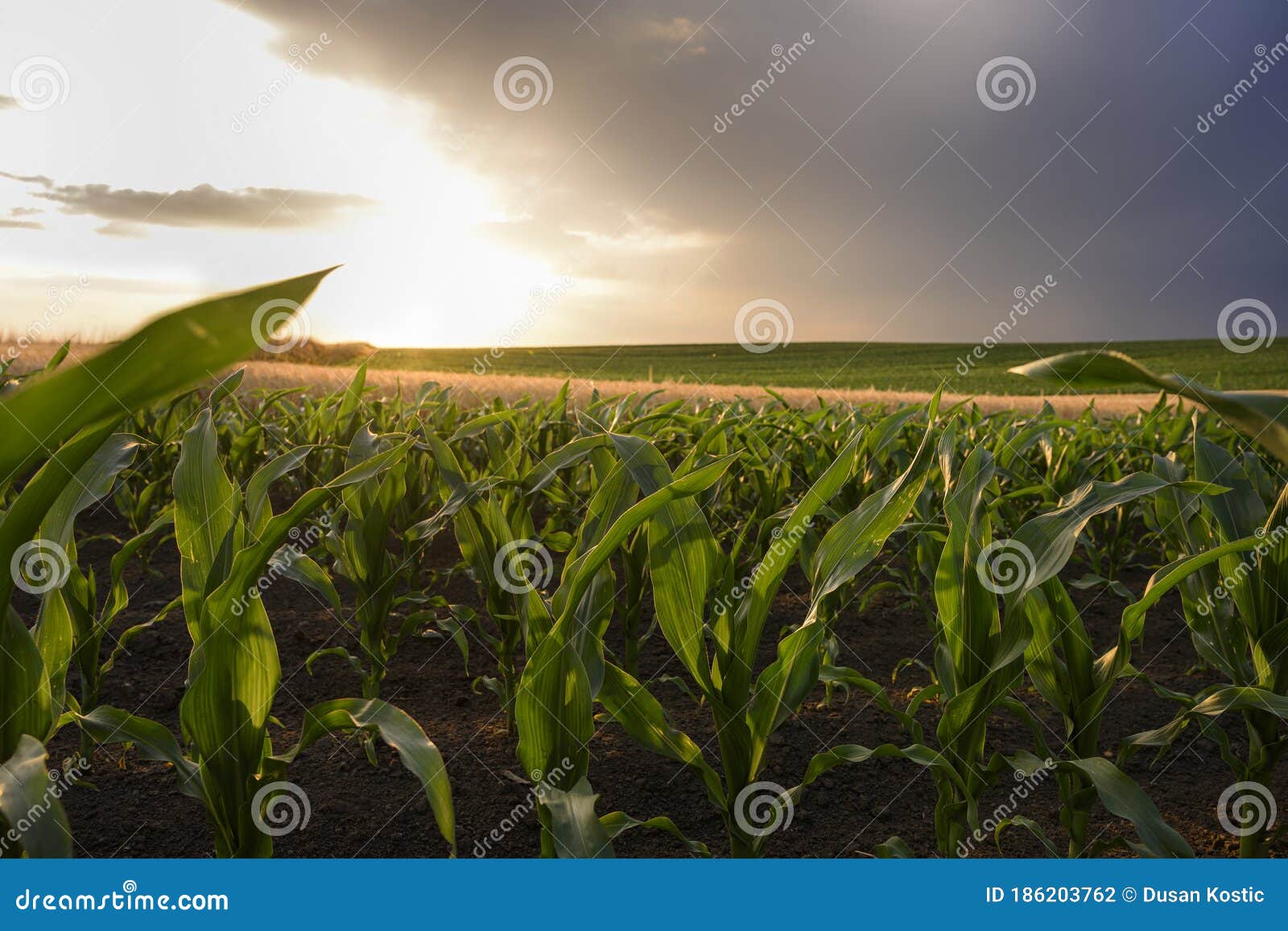 Open corn field at sunset stock photo. Image of farming - 186203762