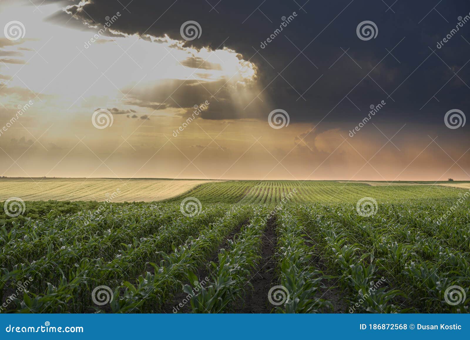 Open corn field at sunset stock photo. Image of clouds - 186872568