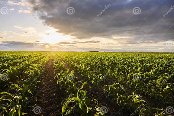 Open corn field at sunset stock image. Image of country - 204379503