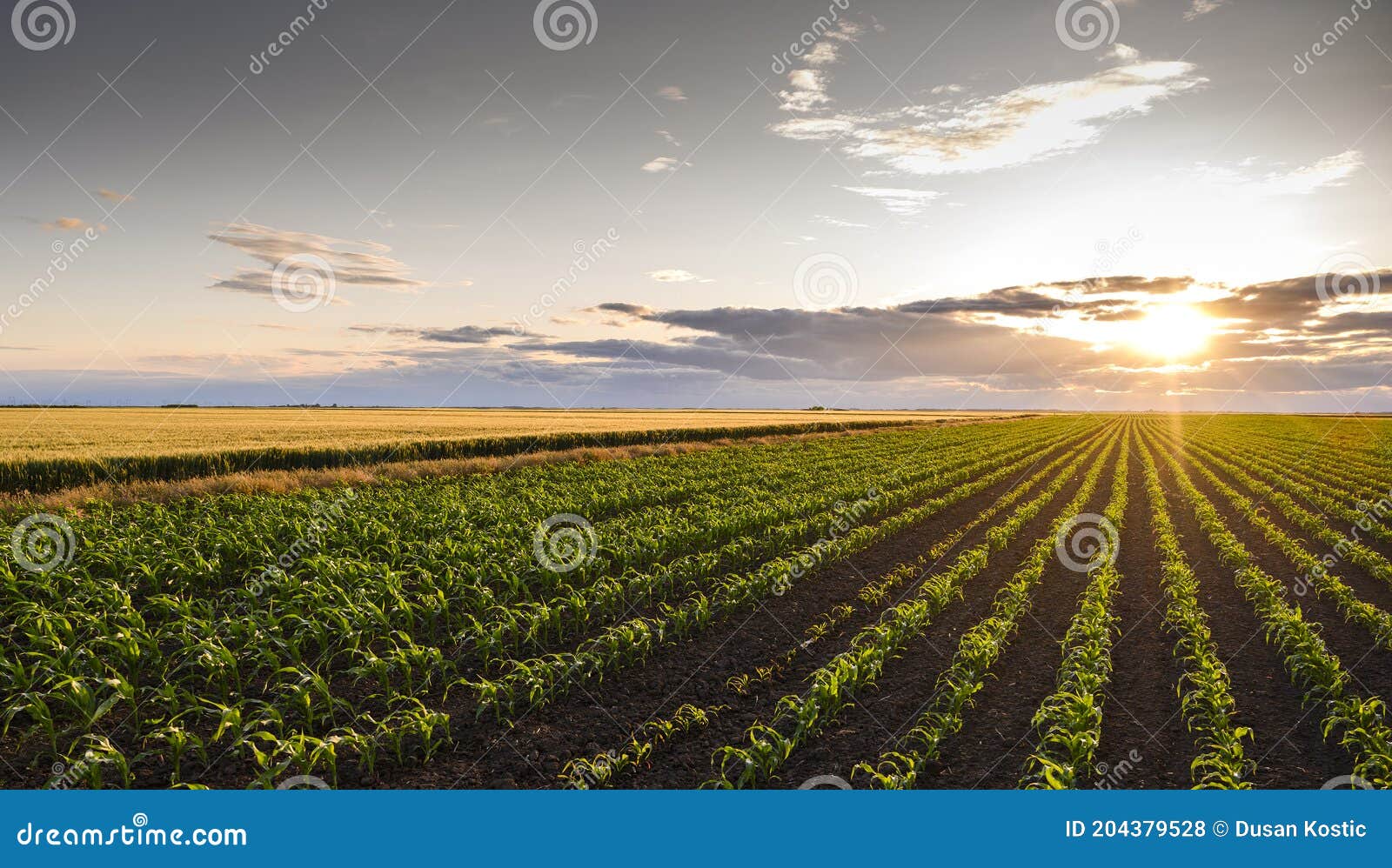 Open corn field at sunset stock photo. Image of farmland - 204379528