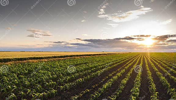 Open corn field at sunset stock photo. Image of farmland - 204379528