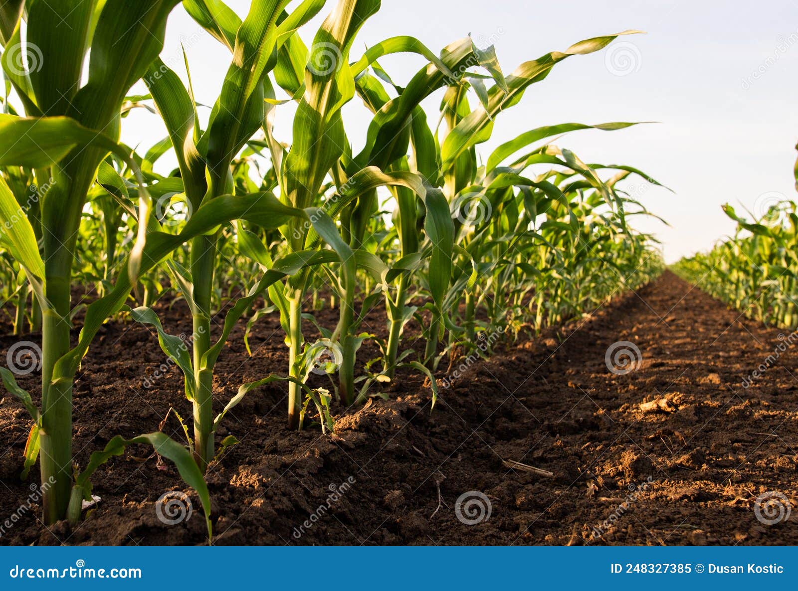 Open corn field at sunset stock image. Image of agricultural - 248327385