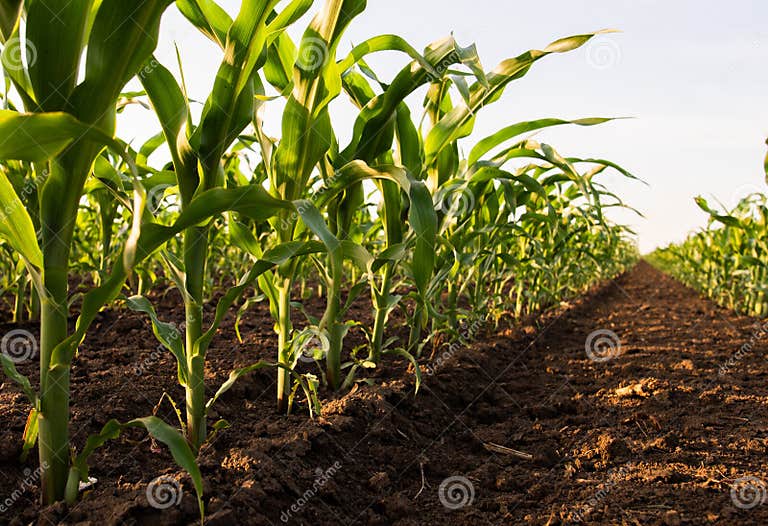 Open corn field at sunset stock image. Image of agricultural - 248327385