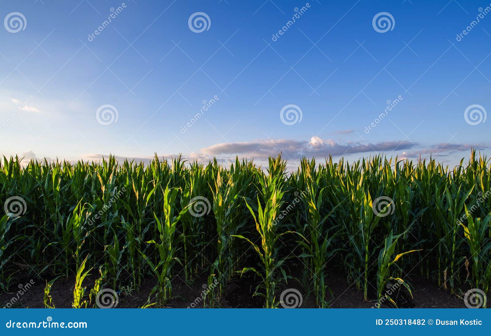 Open corn field at sunset stock photo. Image of agriculture - 250318482