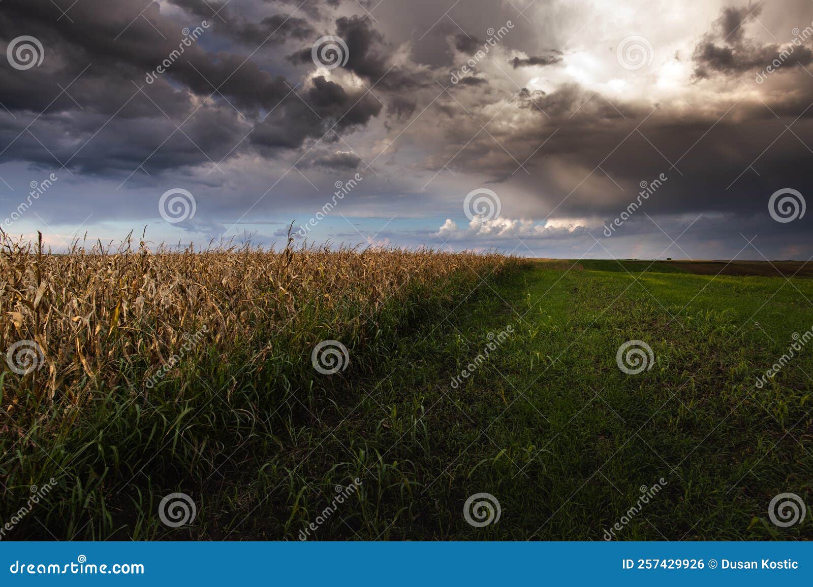 Open corn field at sunset stock photo. Image of green - 257429926