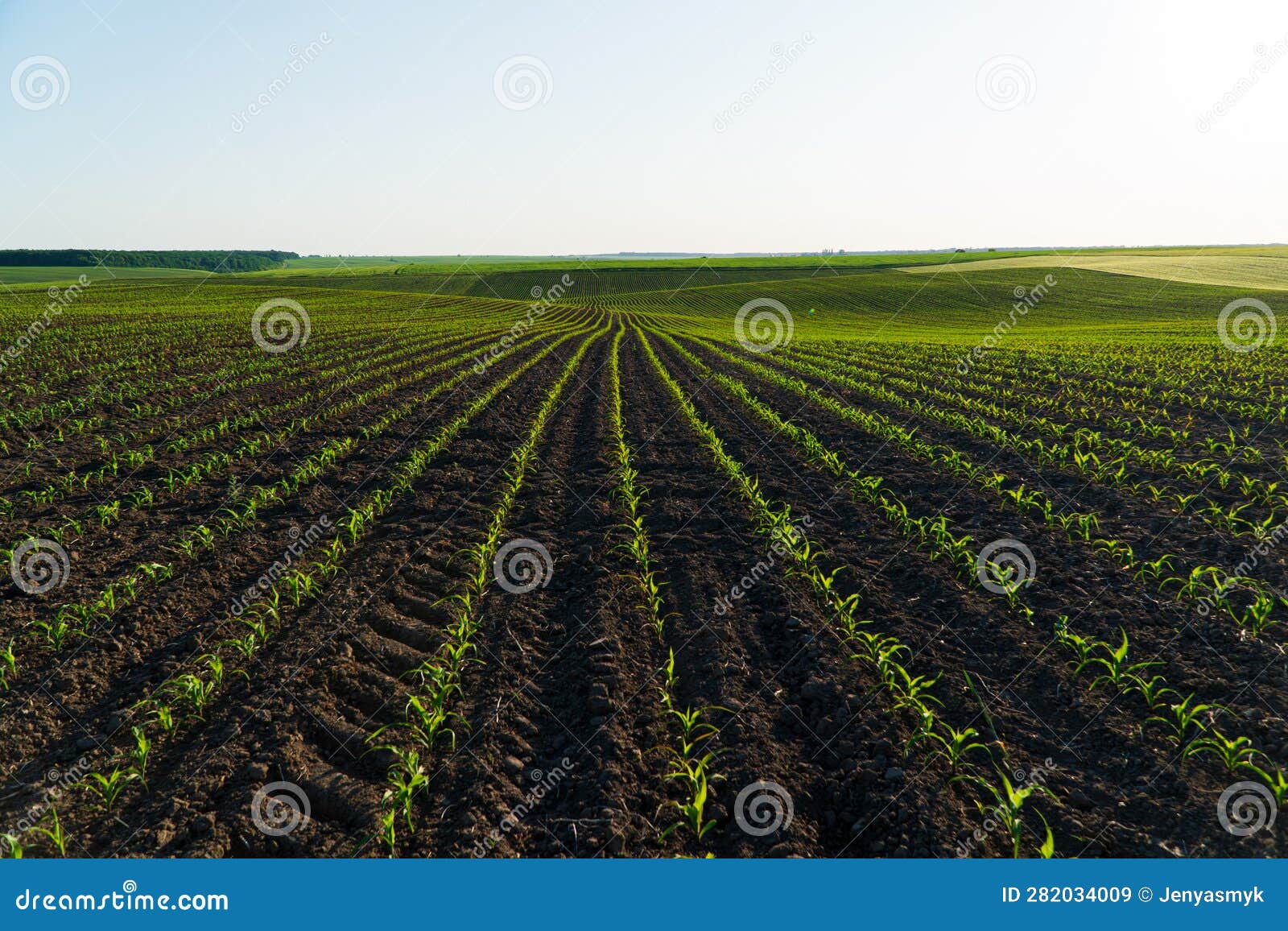 Open Corn Field at Sunset. Corn Bean Fields in Early Summer Season ...