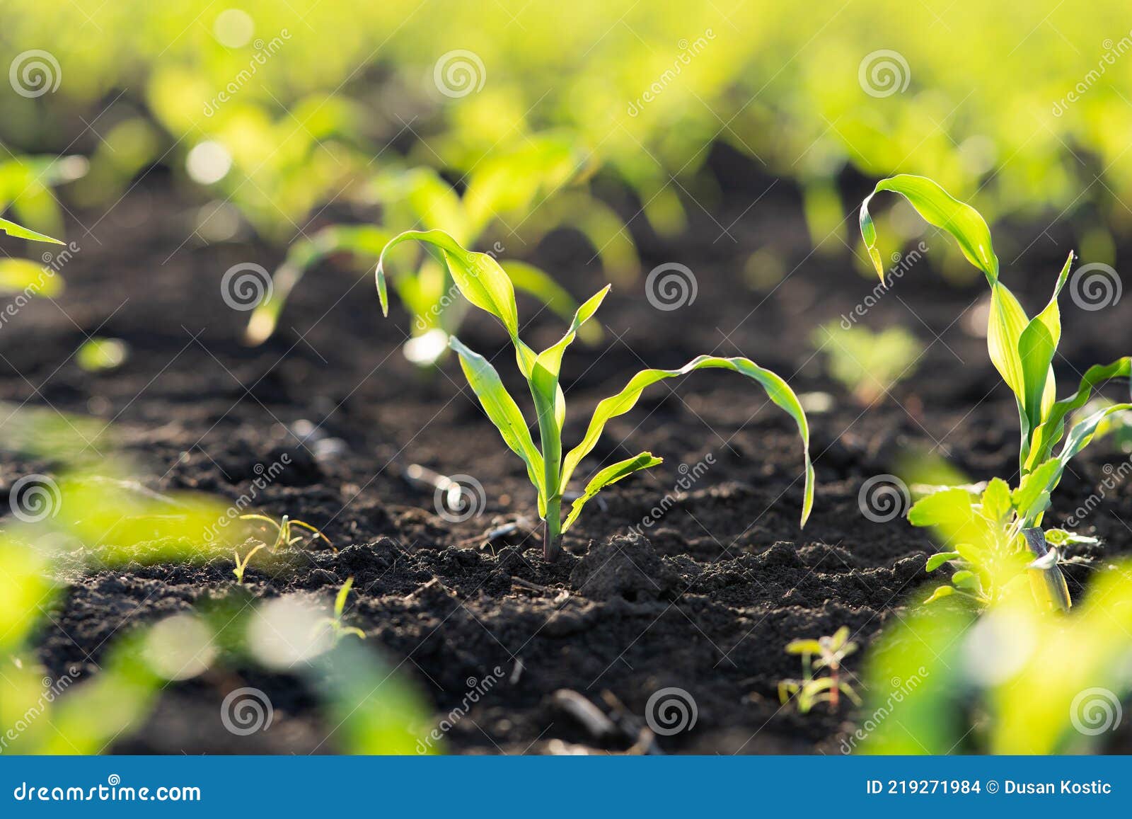 Open corn field at sunset stock photo. Image of dusk - 219271984