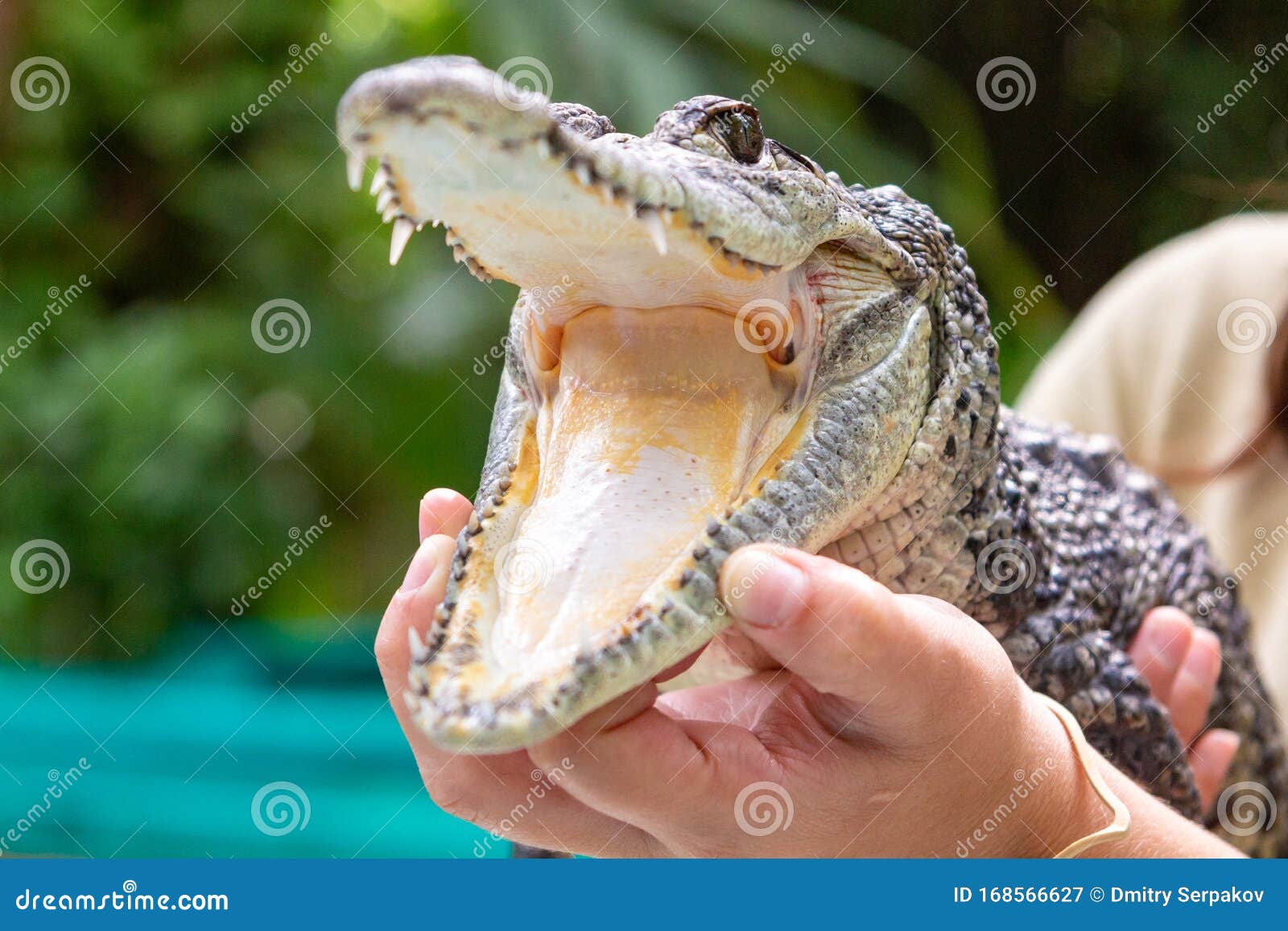 Mexican crocodile farm stock image. Image of eyes, small - 168566627
