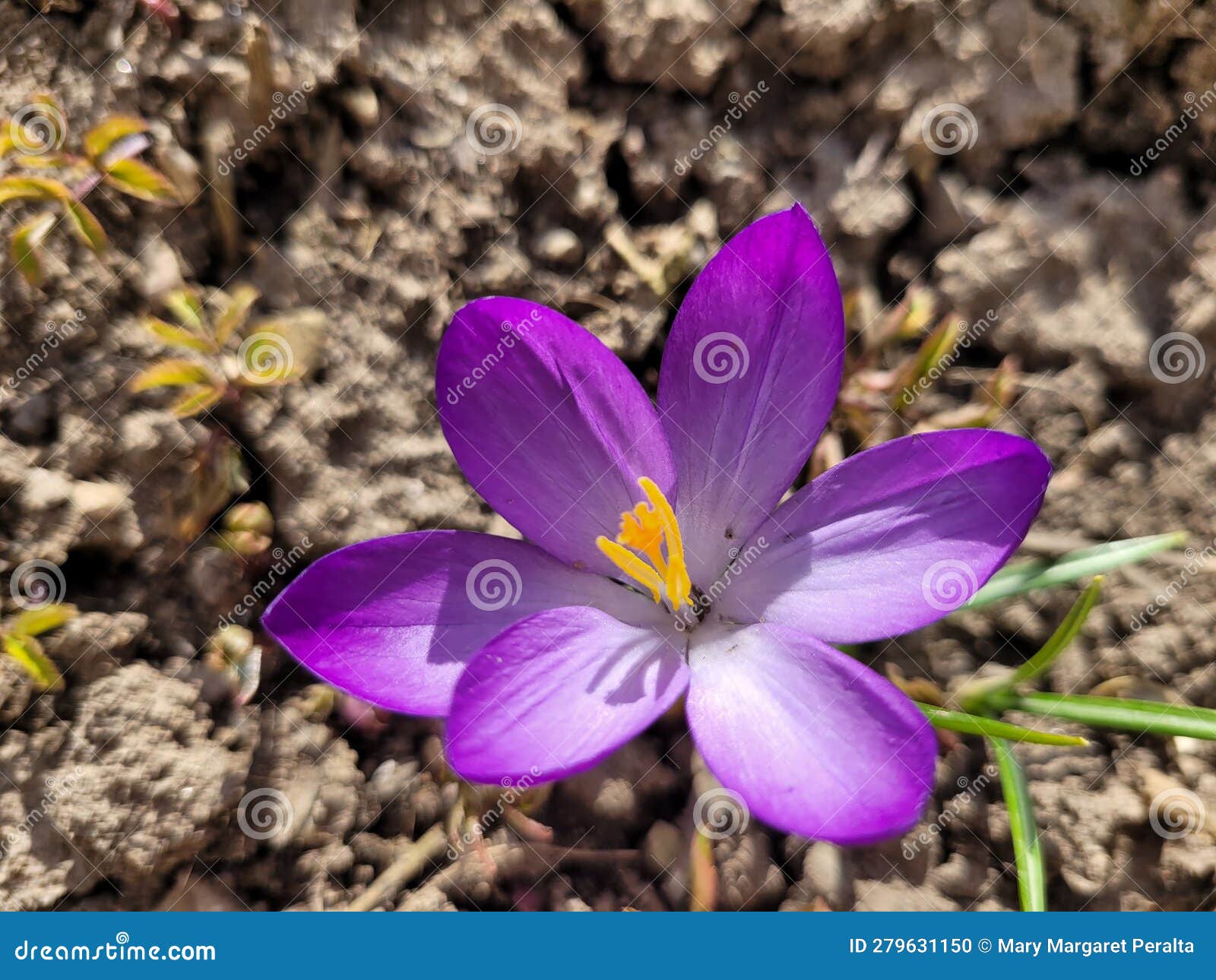 Top View of a Crocus stock photo. Image of petals, waterloo - 279631150