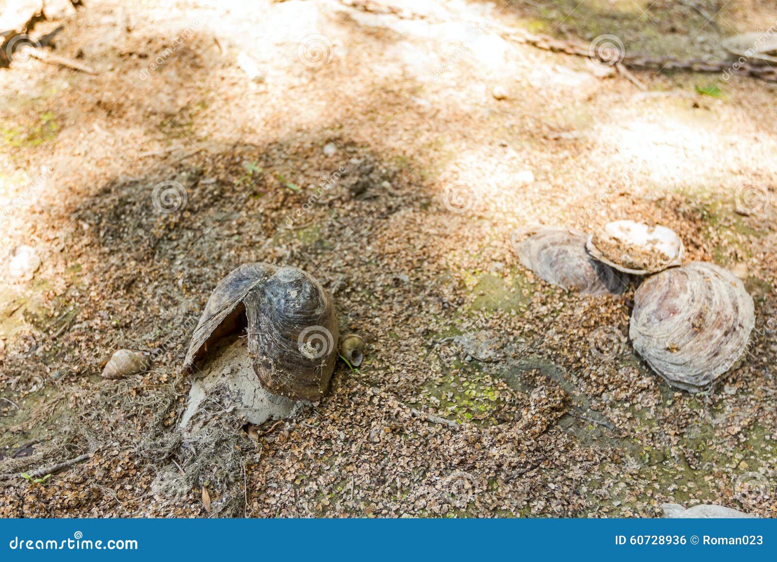 Open dead shell on beach. stock photo. Image of polluted - 60728936