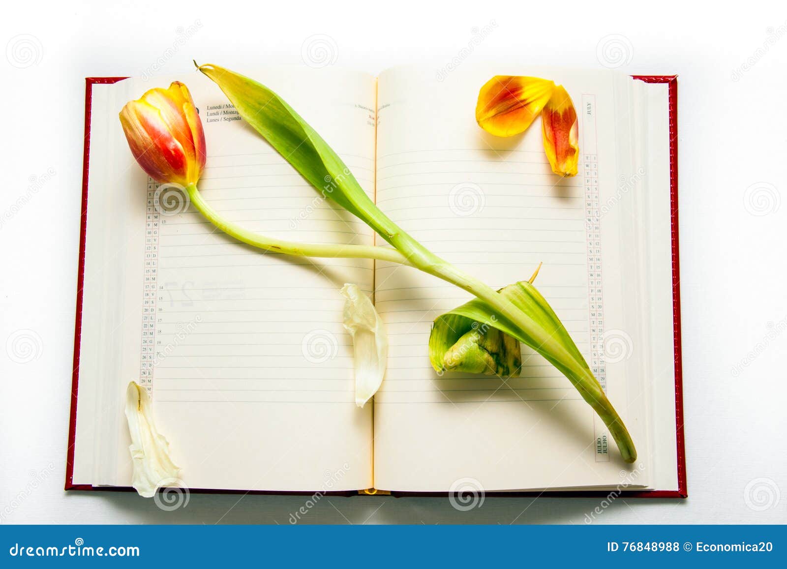 Open Diary Note with Red-yellow Tulip Stock Photo - Image of document ...
