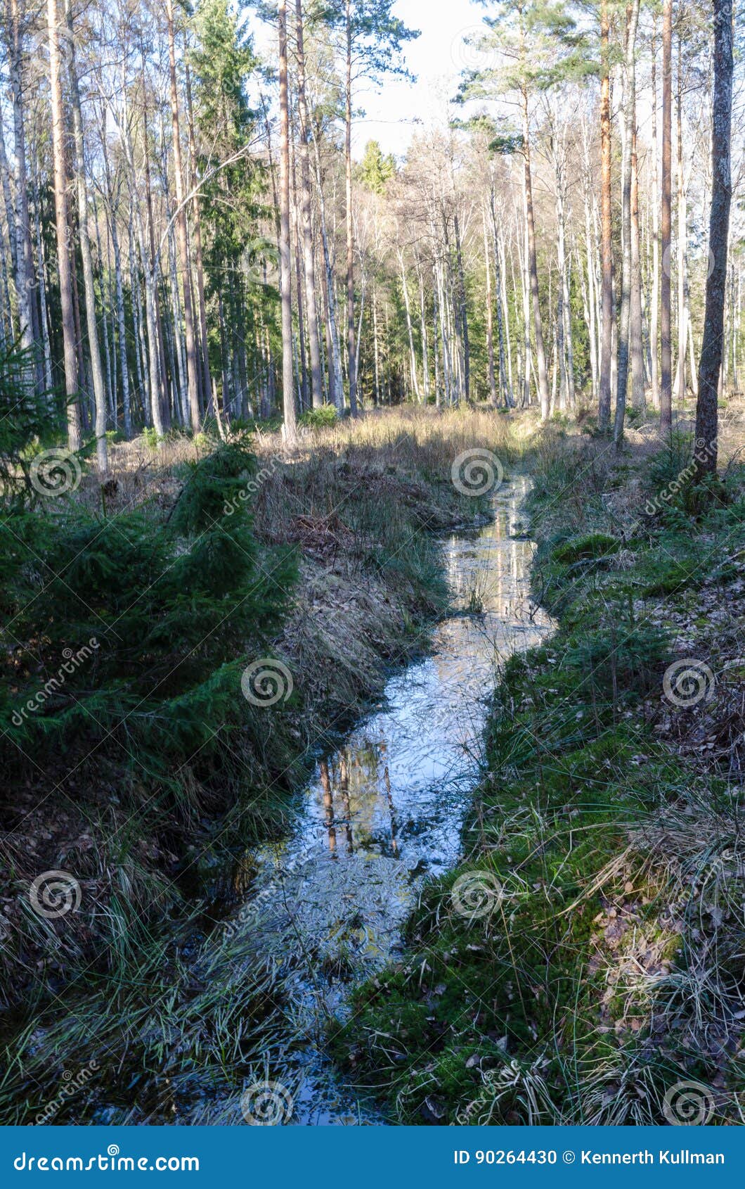 Open ditch in the woods stock photo. Image of spring - 90264430