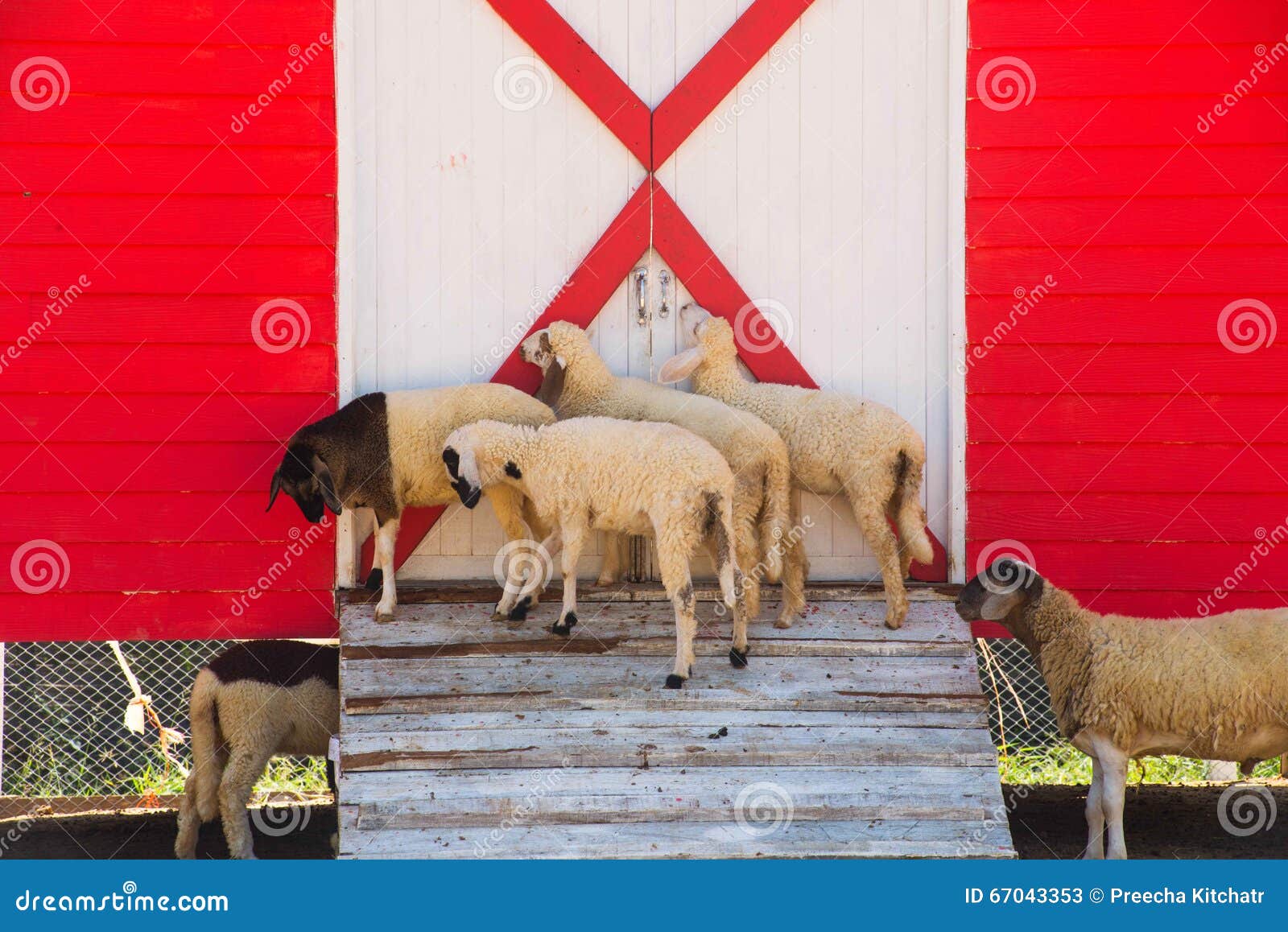Open the door stock image. Image of enjoyment, sheep - 67043353