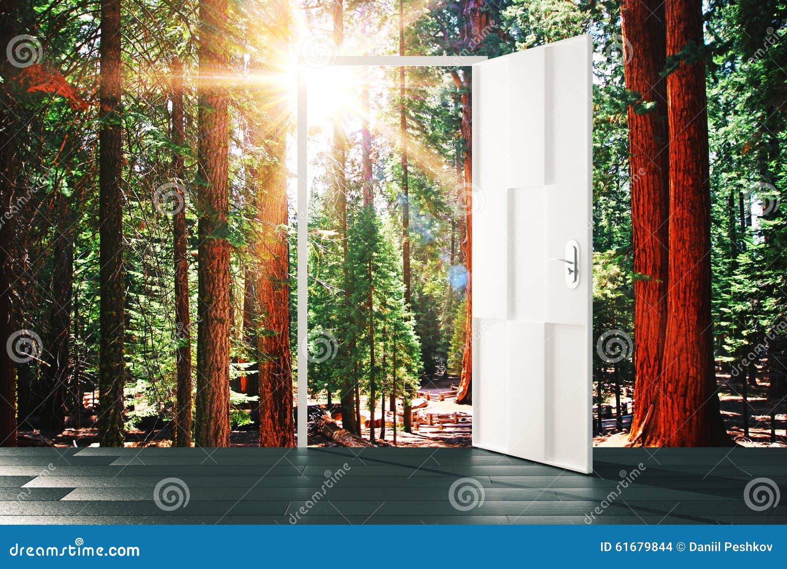 Open Door To the Sunny Forest Concept Stock Photo - Image of doorway ...