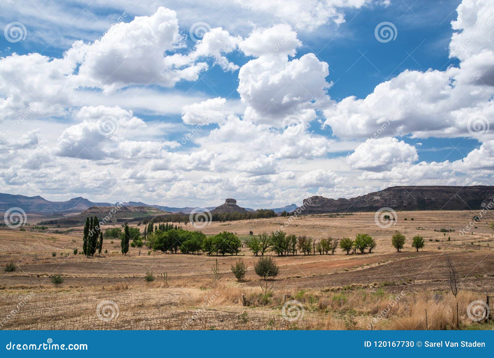 Open dry fields with trees stock photo. Image of agriculture - 120167730