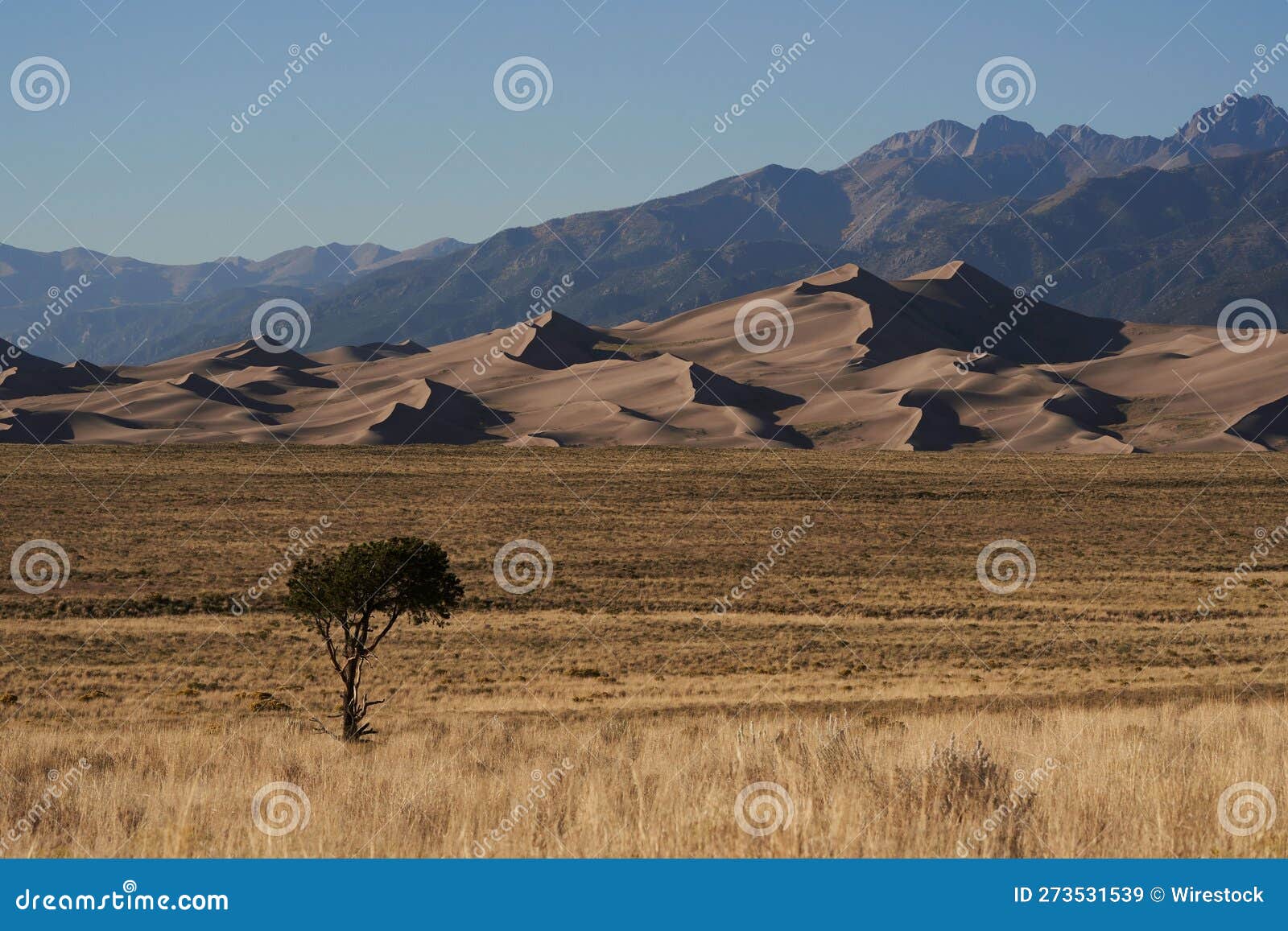 An Open Dry Grass Field with a Single Tree and Majestic Mountains in ...