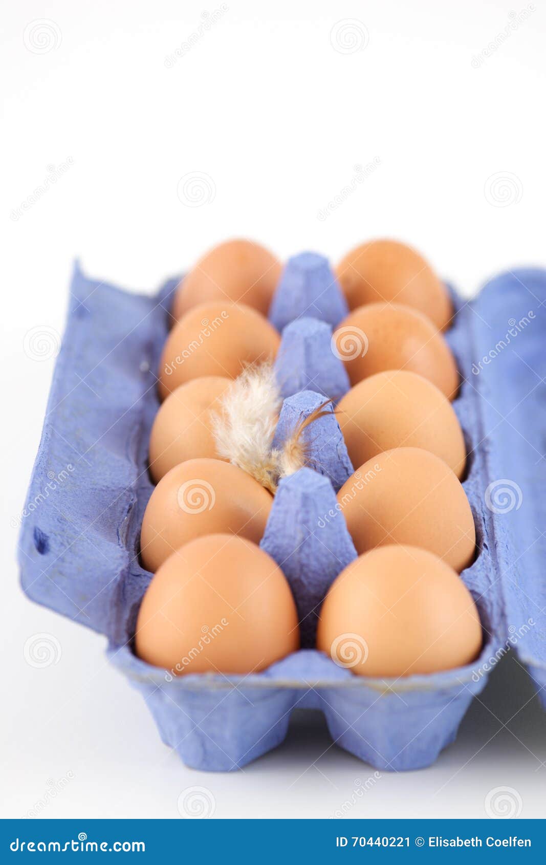 Open egg carton stock image. Image of fresh, feathers - 70440221