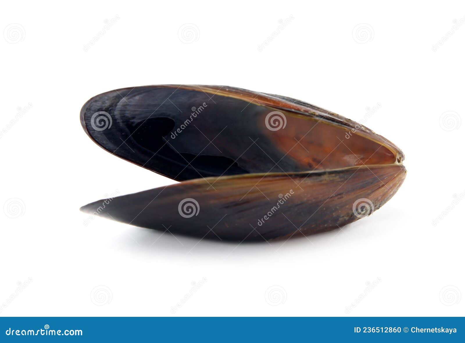Open Empty Mussel Shell Isolated on White Stock Photo - Image of ...