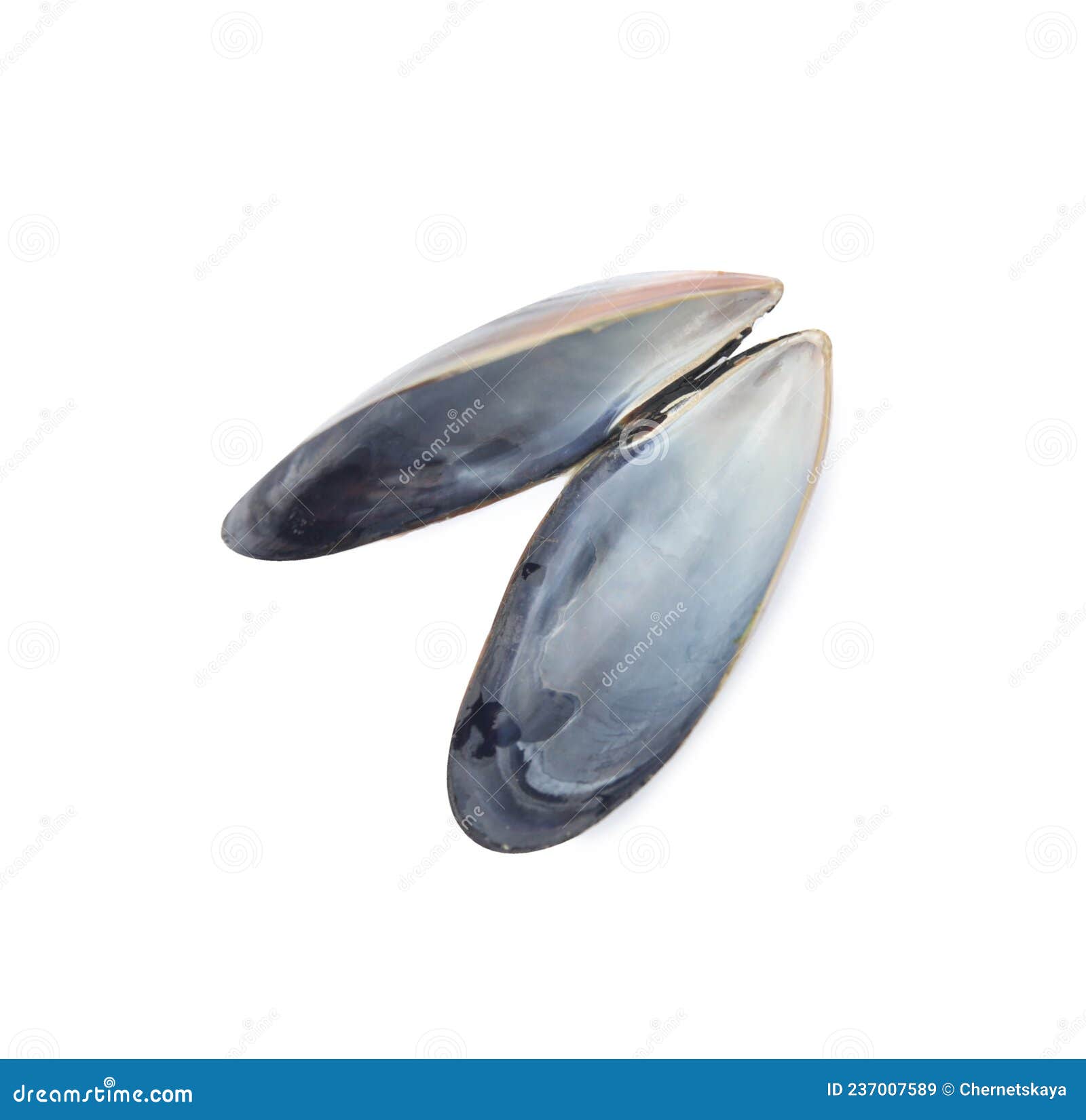 Empty Mussel Shells Royalty-Free Stock Photography | CartoonDealer.com ...