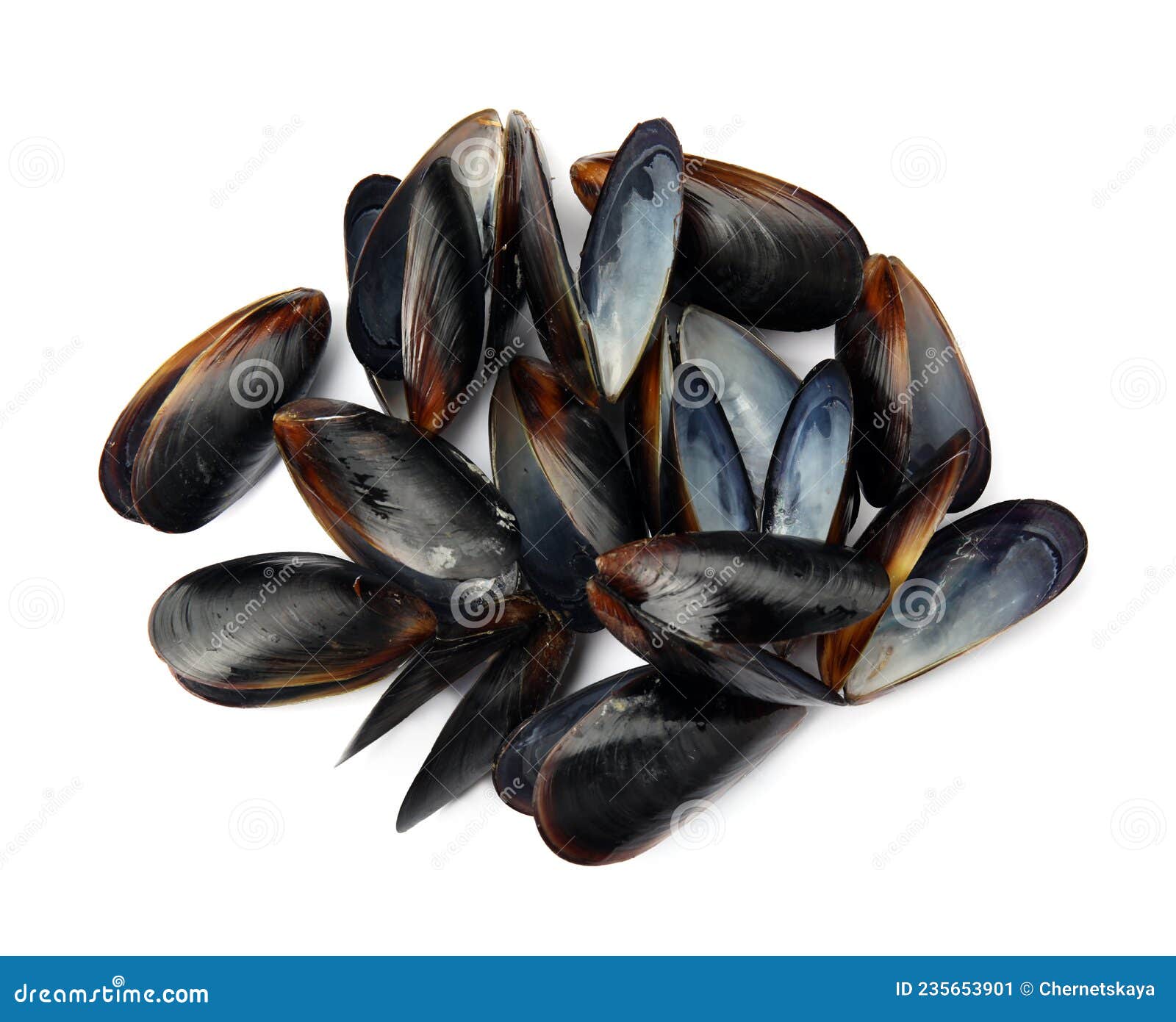 Open Empty Mussel Shells on White Background, Top View Stock Image ...