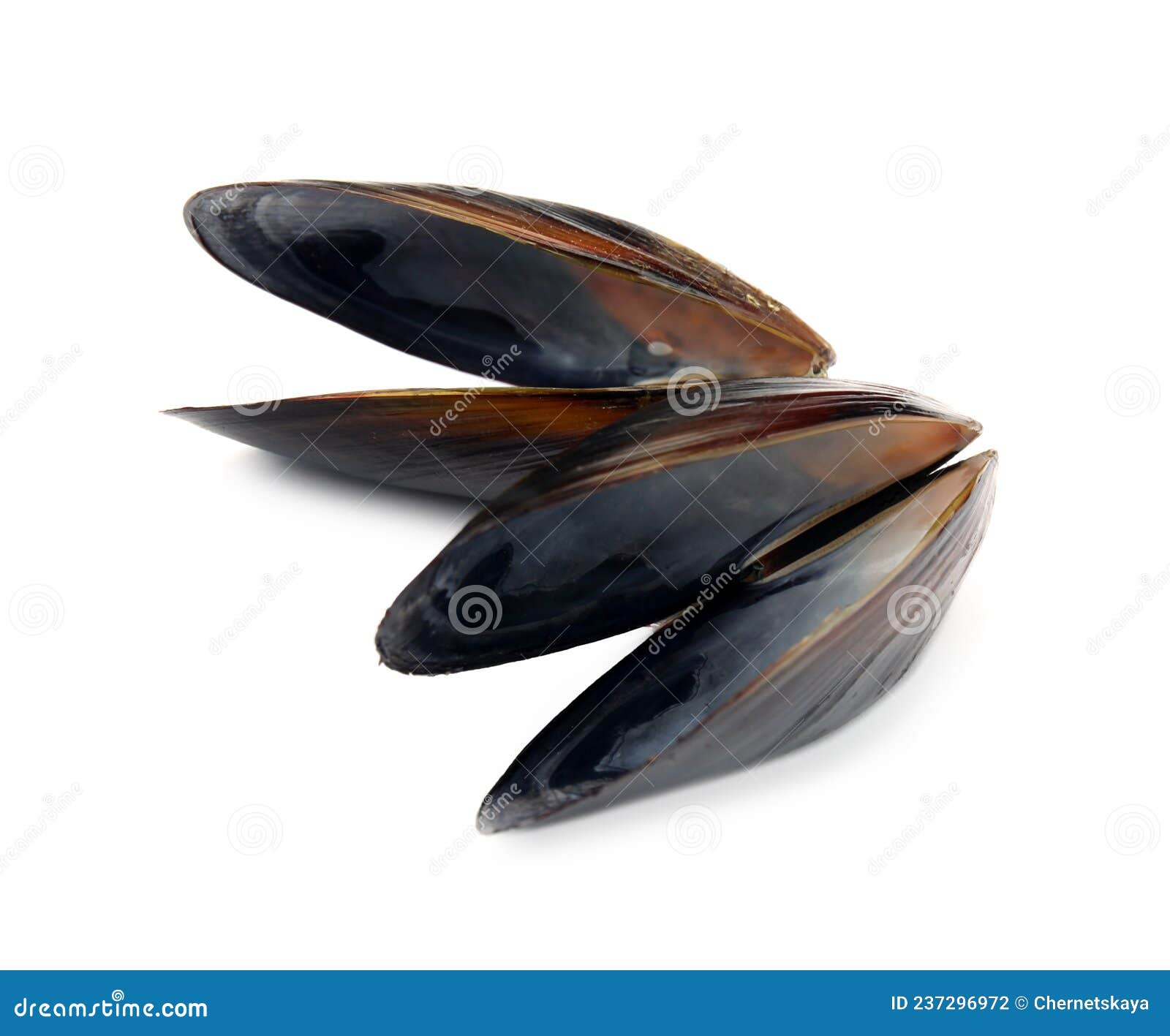Open Empty Mussel Shells on White Background Stock Photo - Image of ...