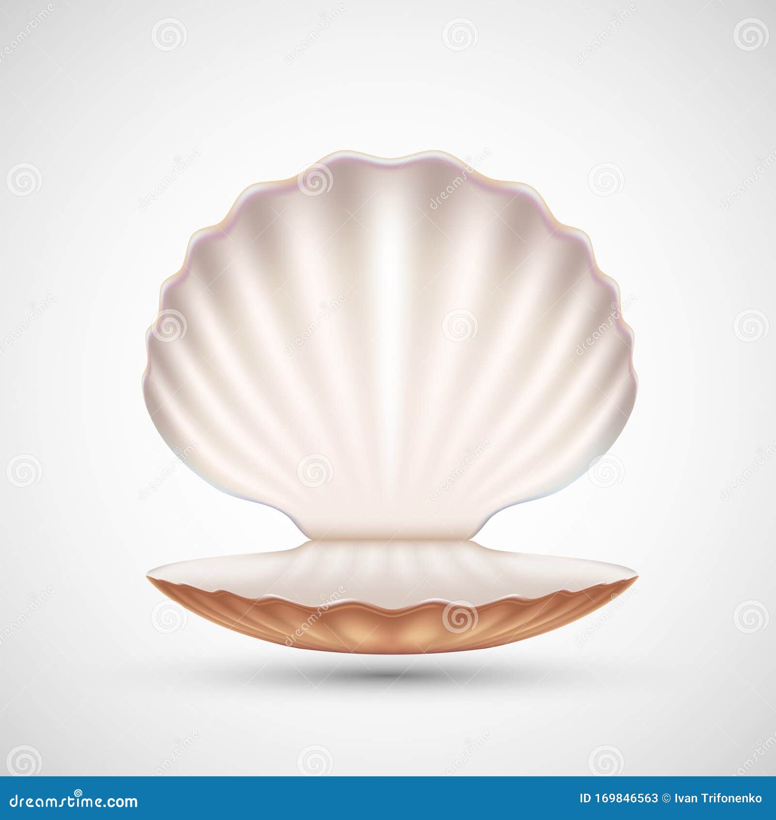 Sea Shell Open Vector