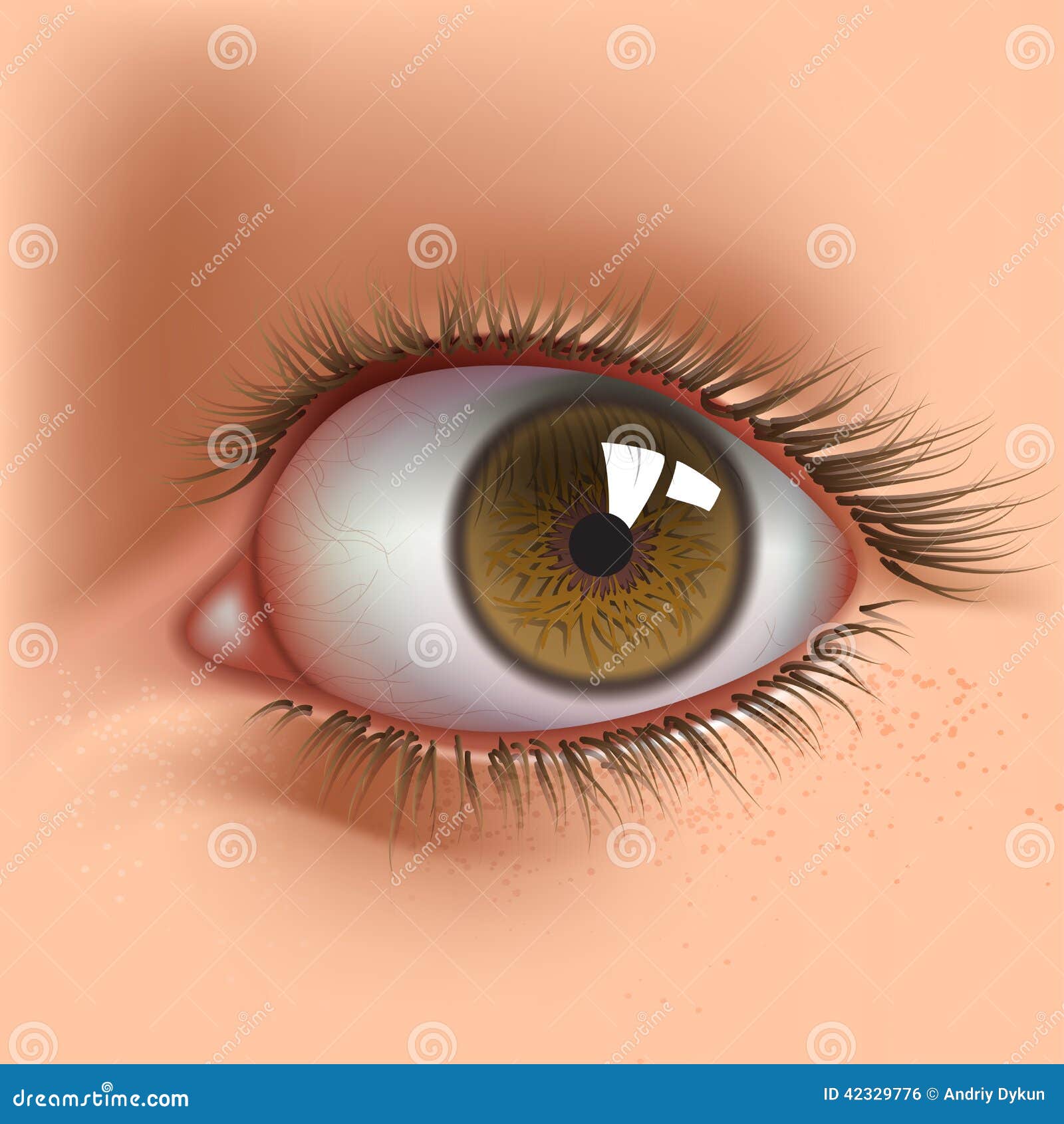 Open eye stock vector. Illustration of eyelash, sensory - 42329776