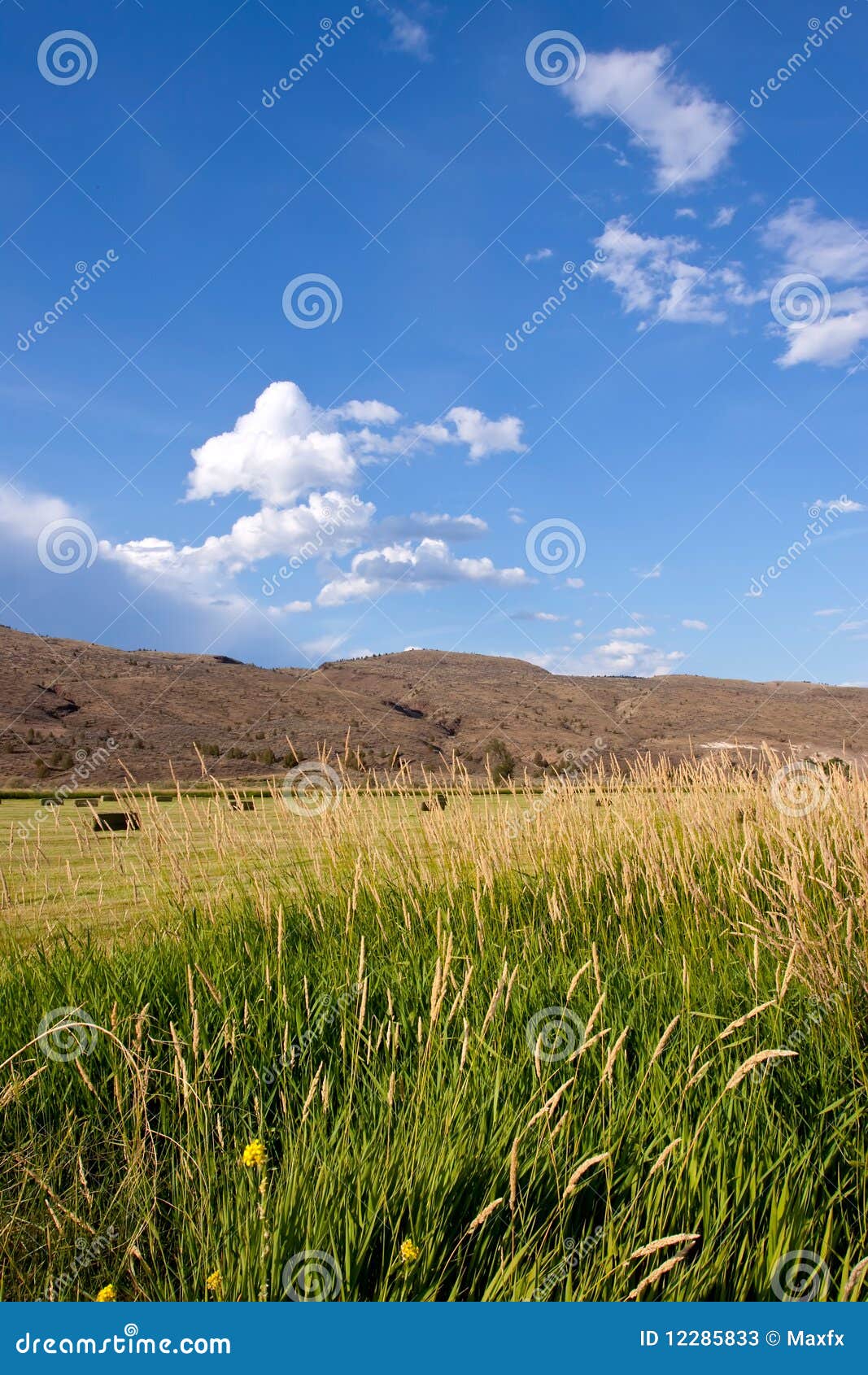 Open farm field stock image. Image of landscape, farm - 12285833