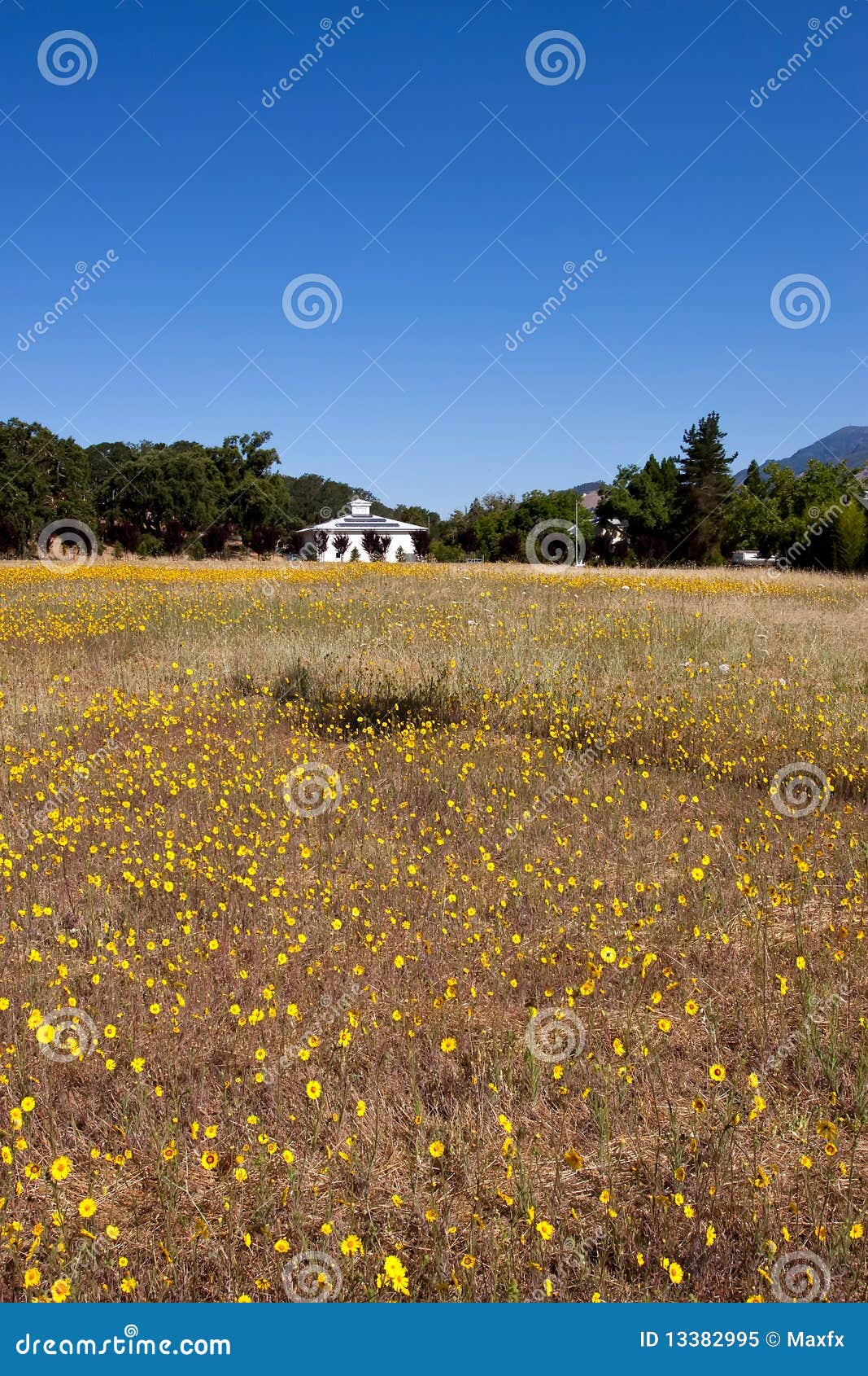 Open Farm Field and Spring Flowers Stock Image - Image of agriculture ...