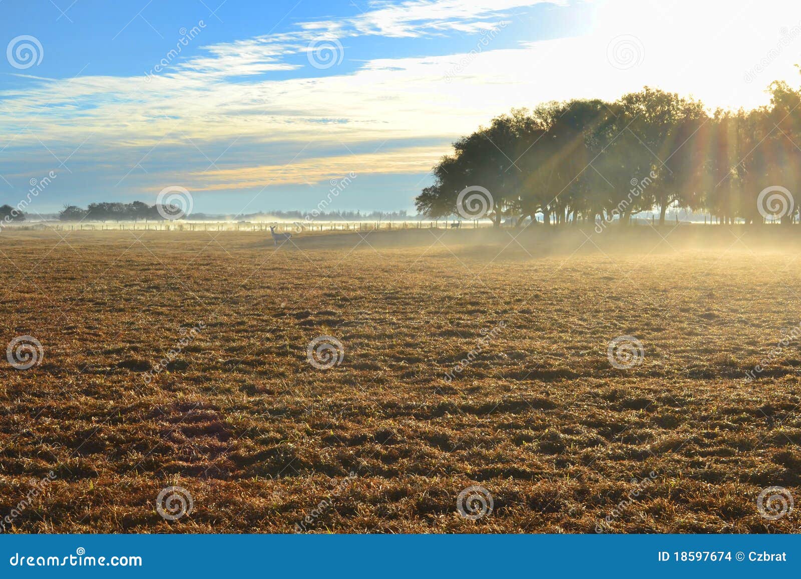 Open Field stock photo. Image of sunrise, animals, grass - 18597674
