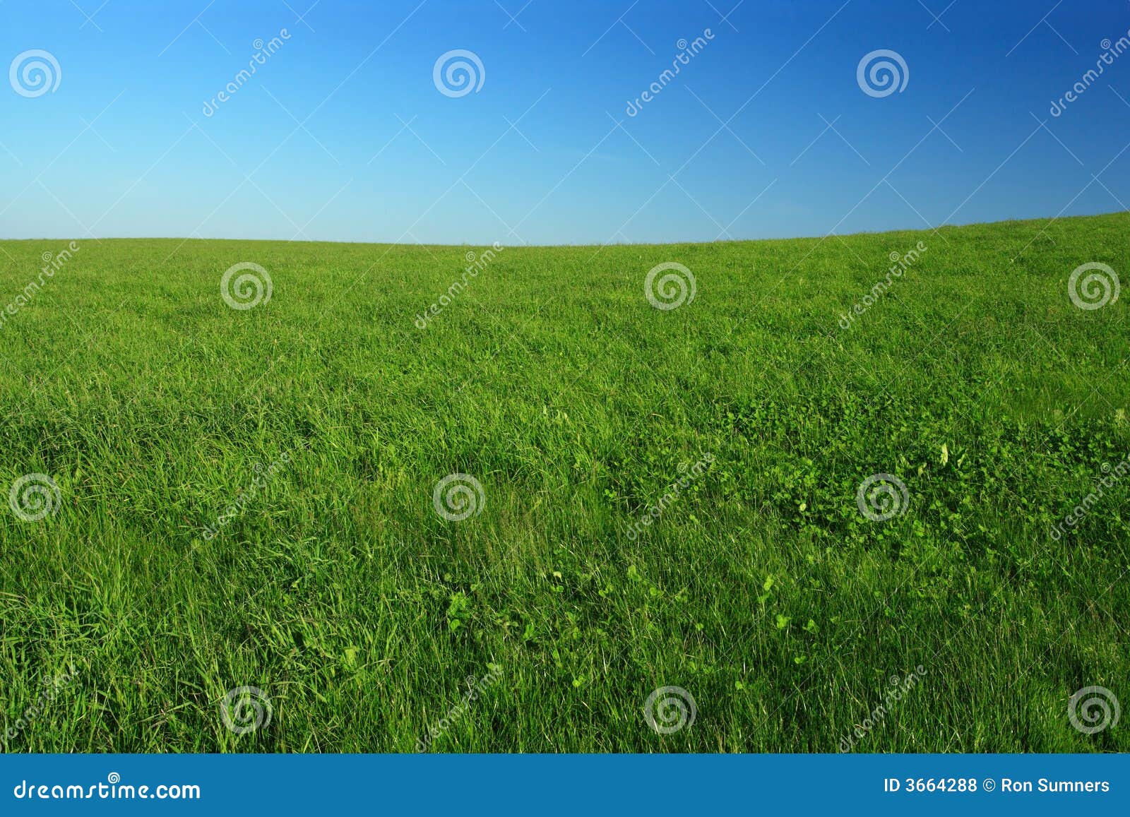 Open field stock photo. Image of sunny, summer, spring - 3664288