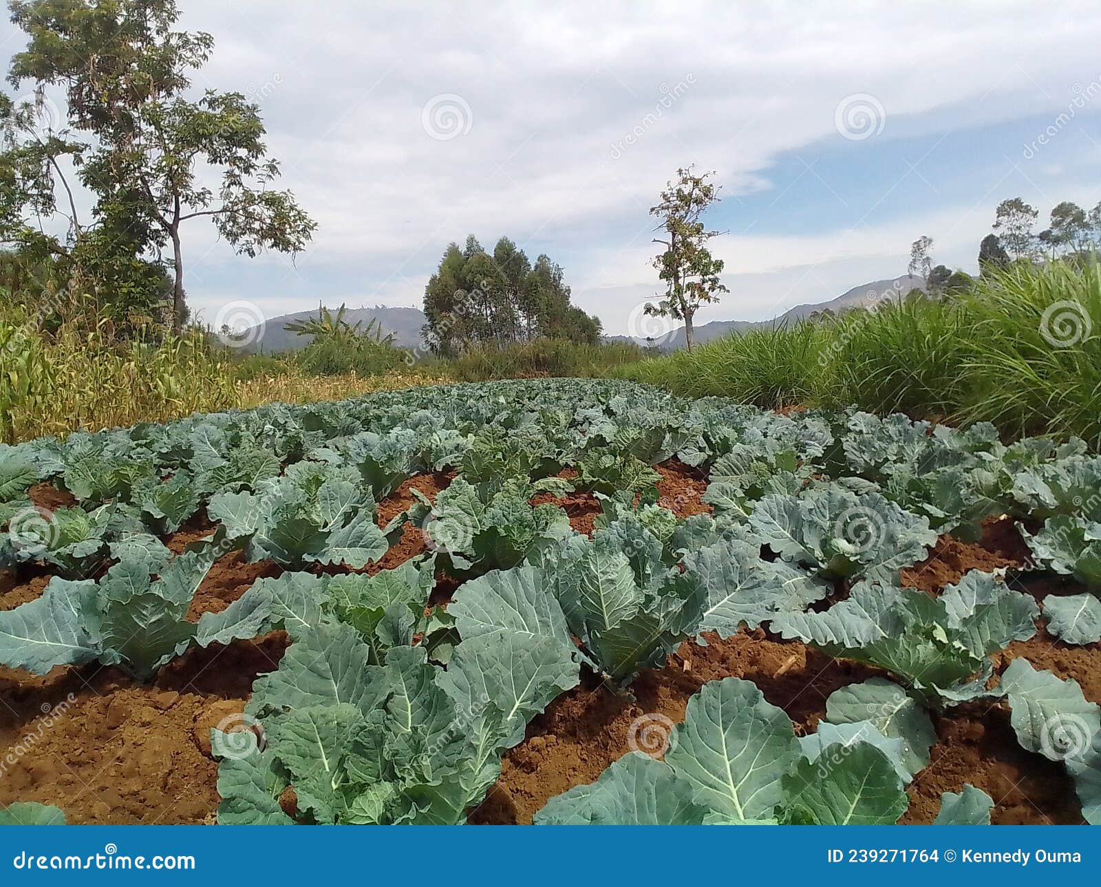 Open Field Collards Produced during Dry Season Stock Photo - Image of ...
