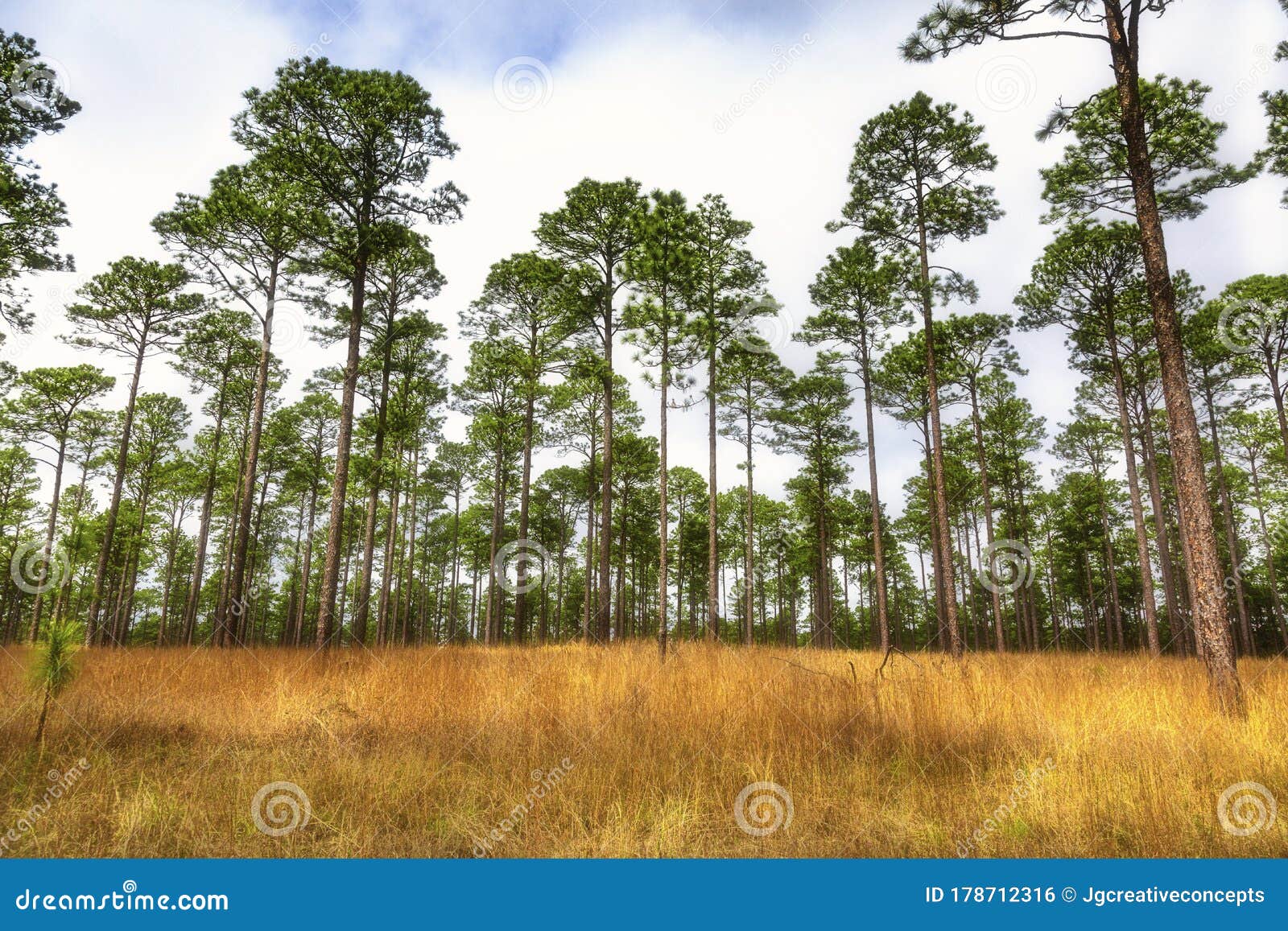 Field of tall pine trees stock photo. Image of grass - 178712316