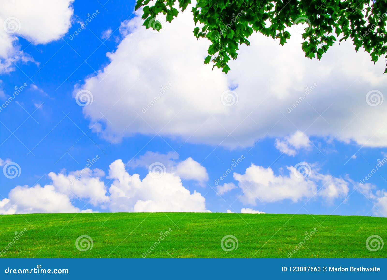 An Open Field with a Grassy Lawn and Trees. Stock Image - Image of ...