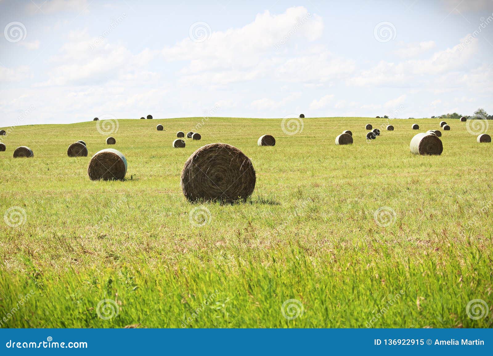 An Open Field of Round Hay Bales Stock Image - Image of feed, rolls ...