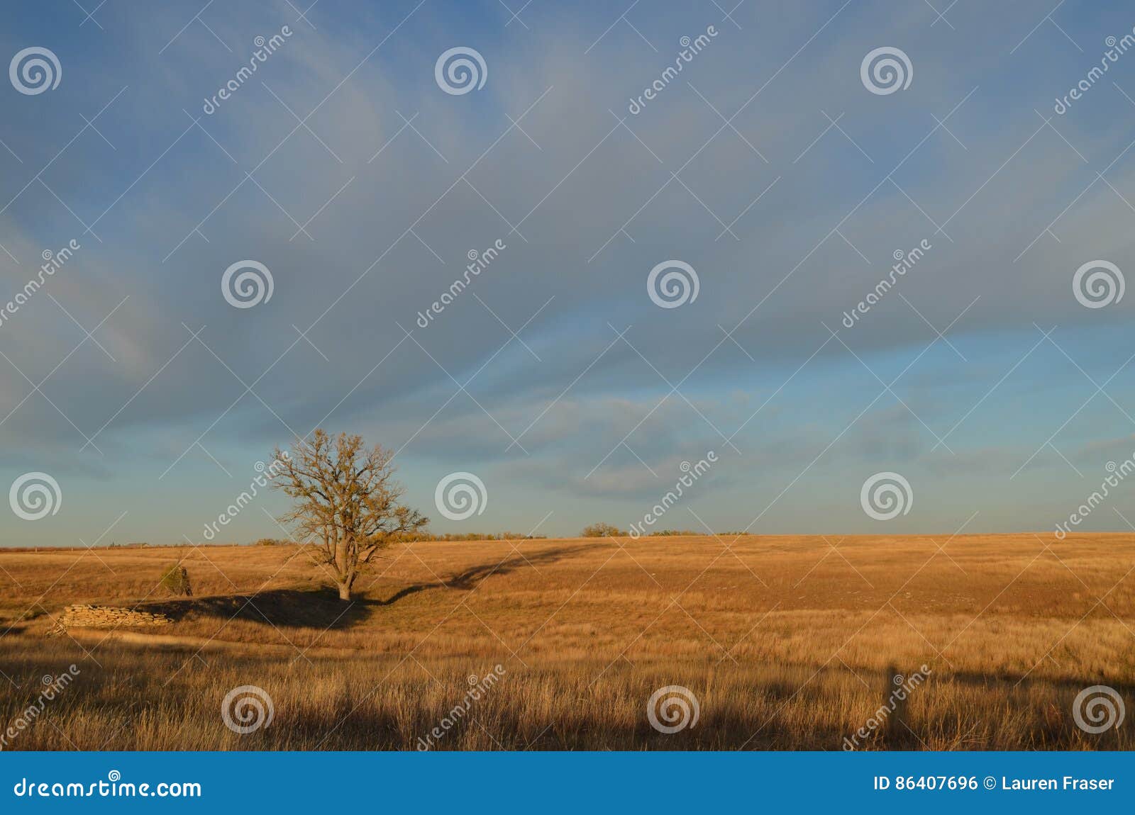 Open Field and Tree in Kansas Stock Photo - Image of wide, fall: 86407696