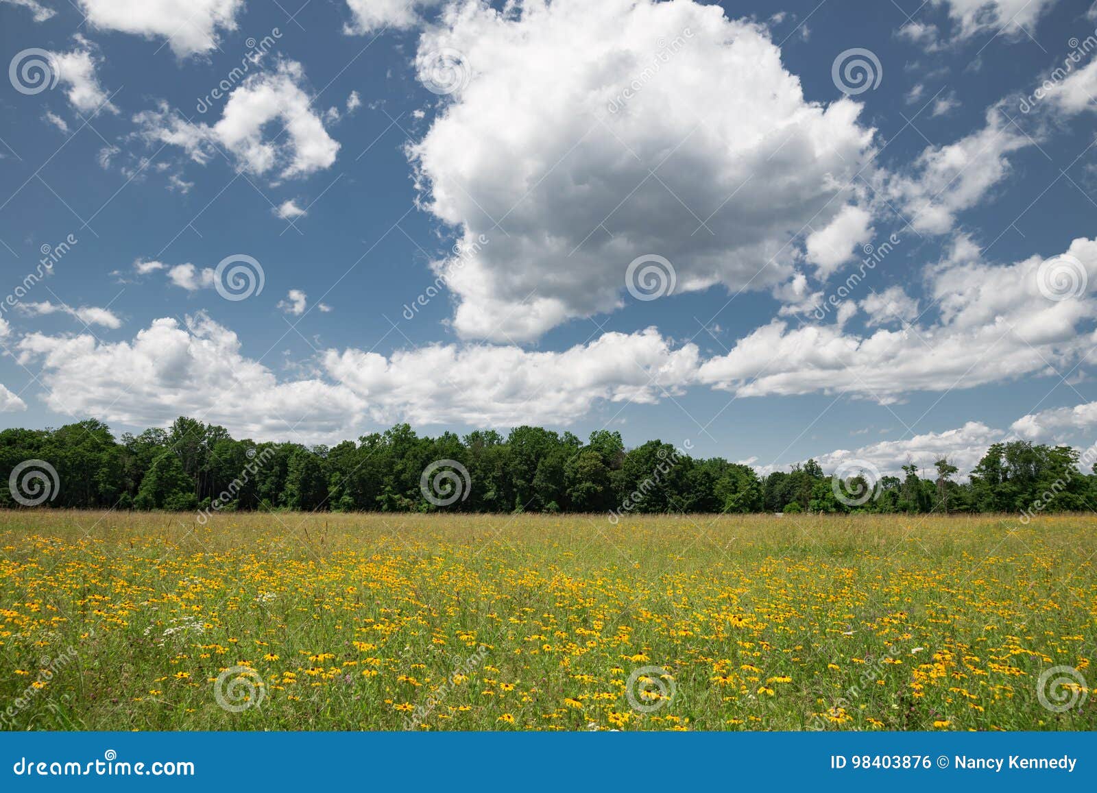 Open Field stock photo. Image of clouds, cloudy, blooming - 98403876