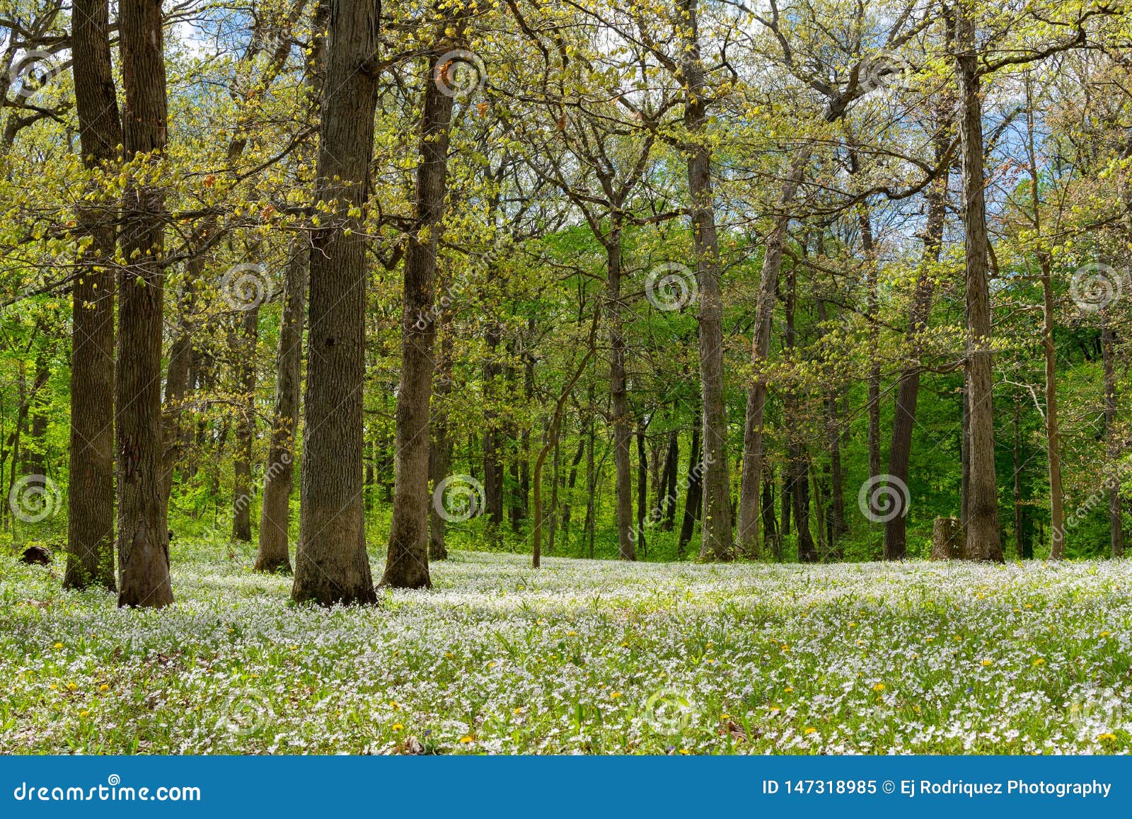 Open field in the woods stock image. Image of beautiful - 147318985