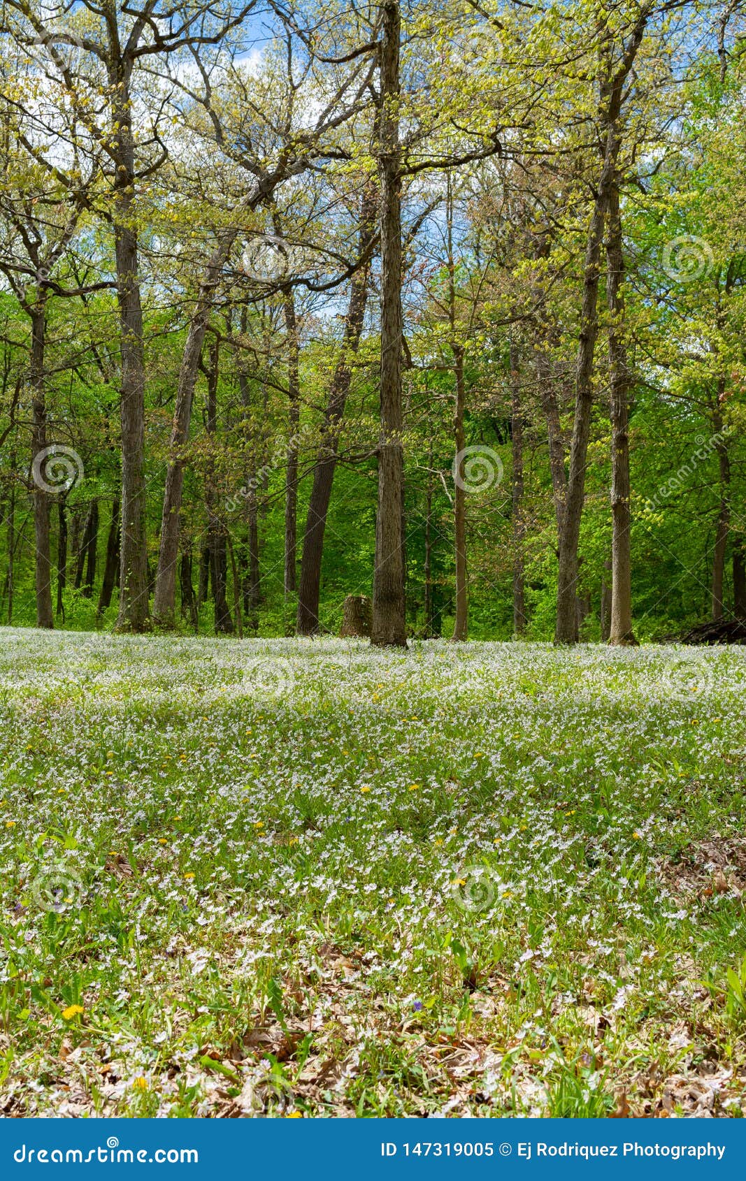 Open field in the woods stock image. Image of meadow - 147319005