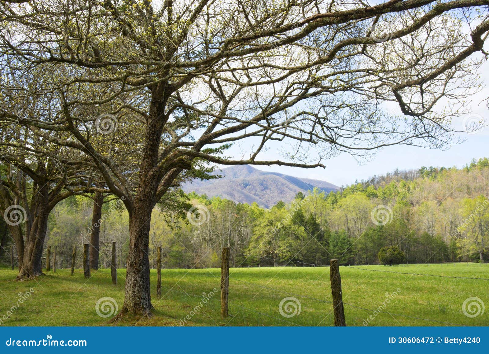 Open Fields of Cades Cove in Spring. Stock Photo - Image of plant ...